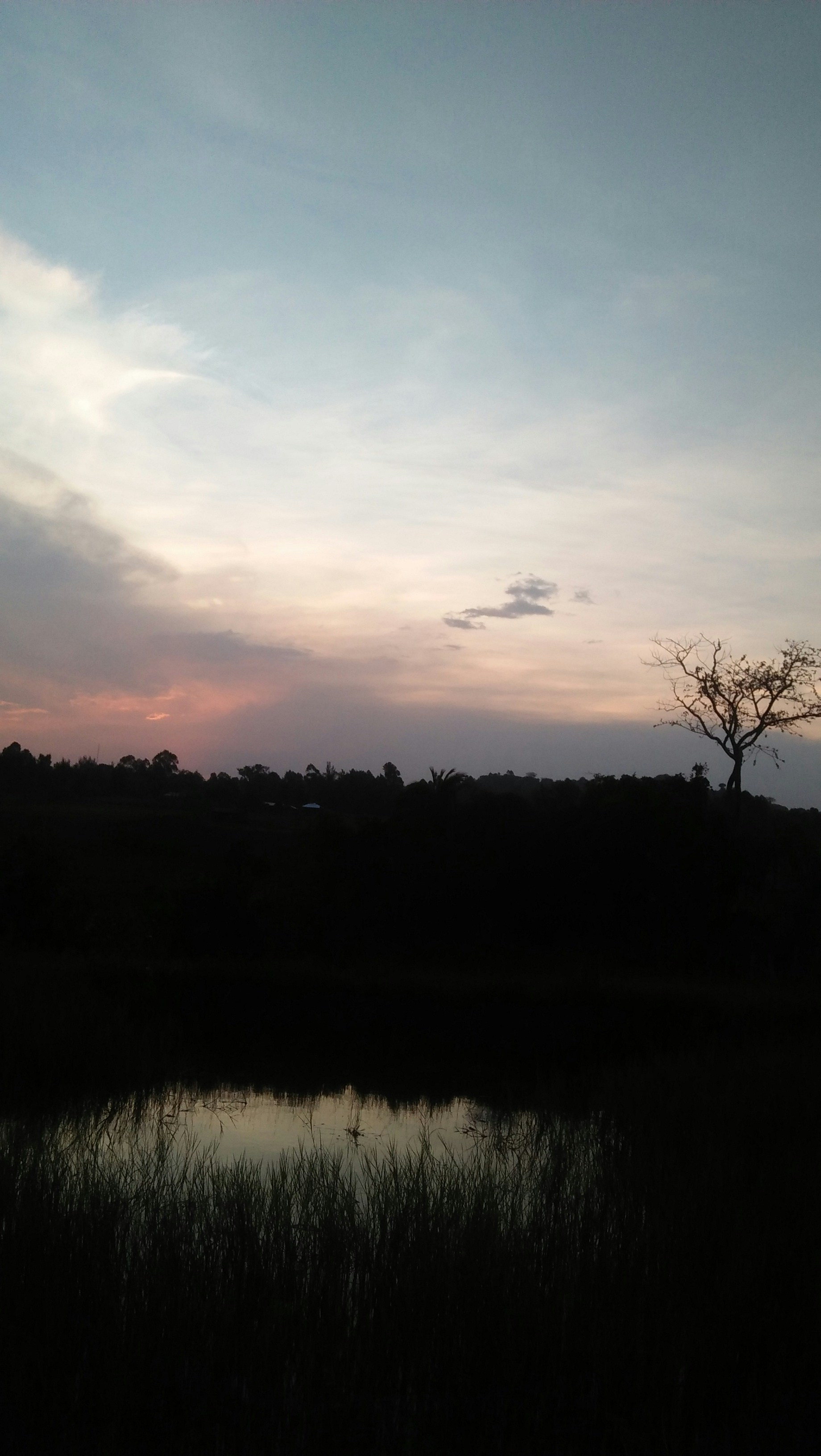 Silhouetted tree and pond at dusk with soft pastel sky.
