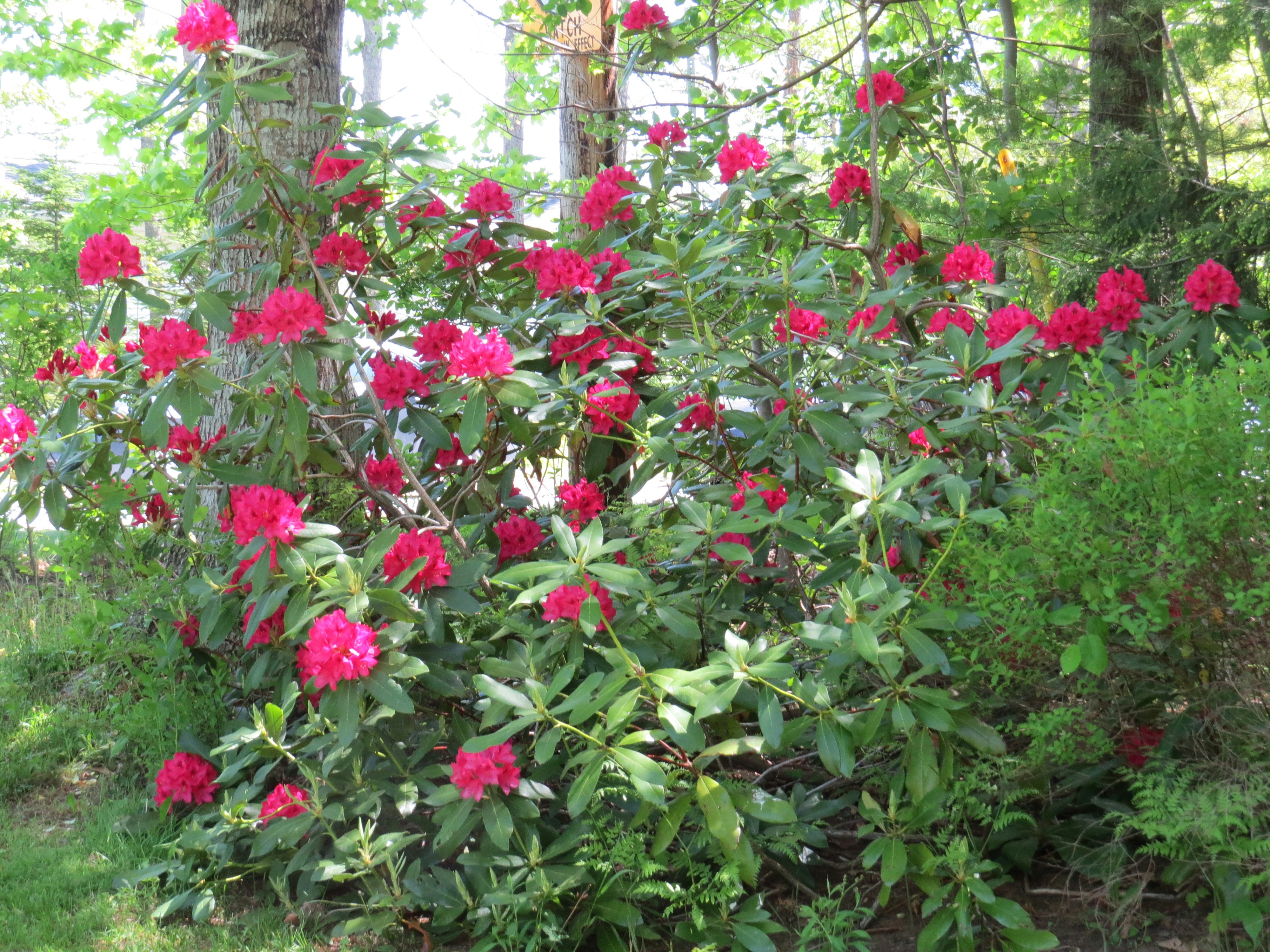 A bush of pink flowers in a wooded area photo – Free Nova scotia Image ...