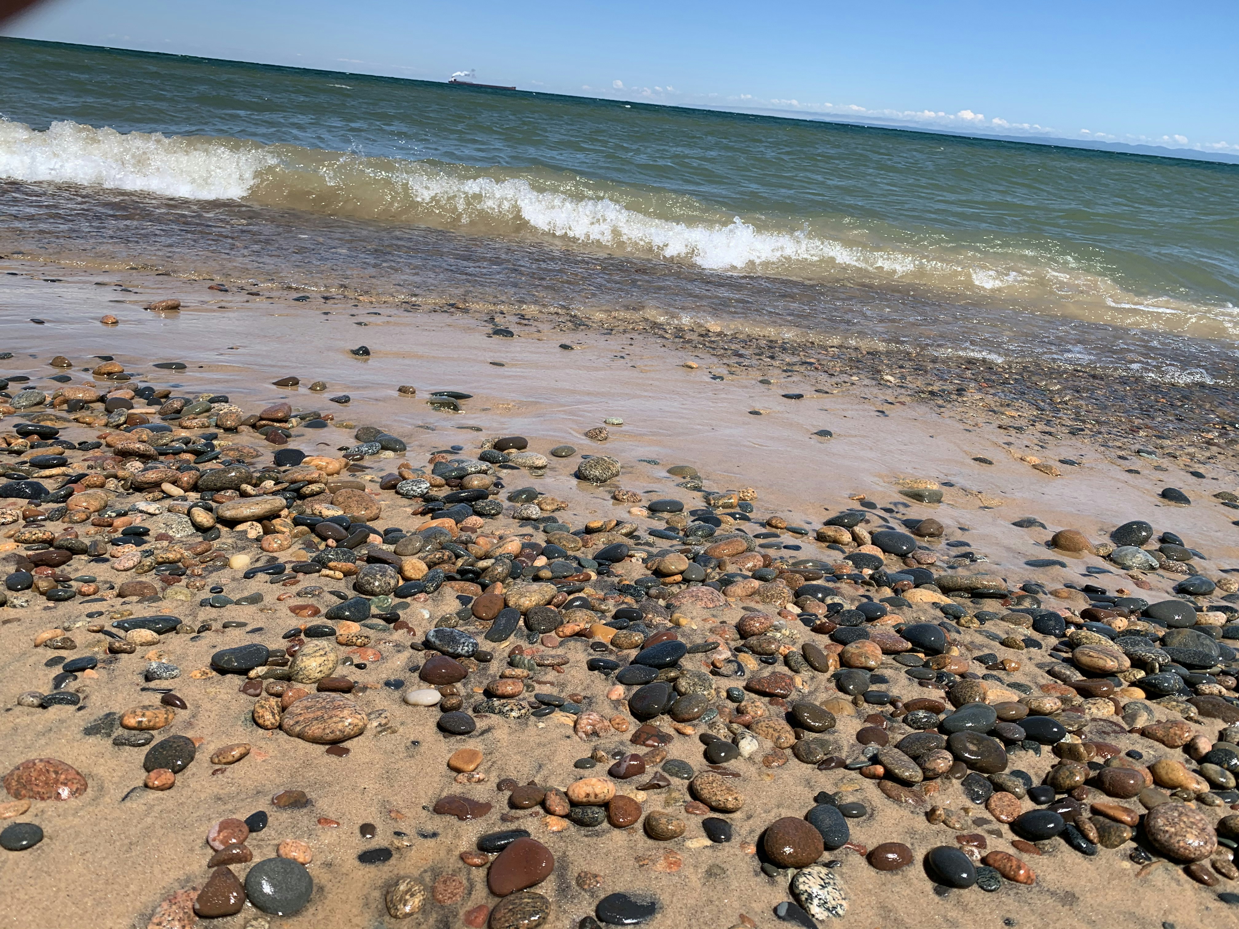 White Fish Pictures | Download Free Images on Unsplash