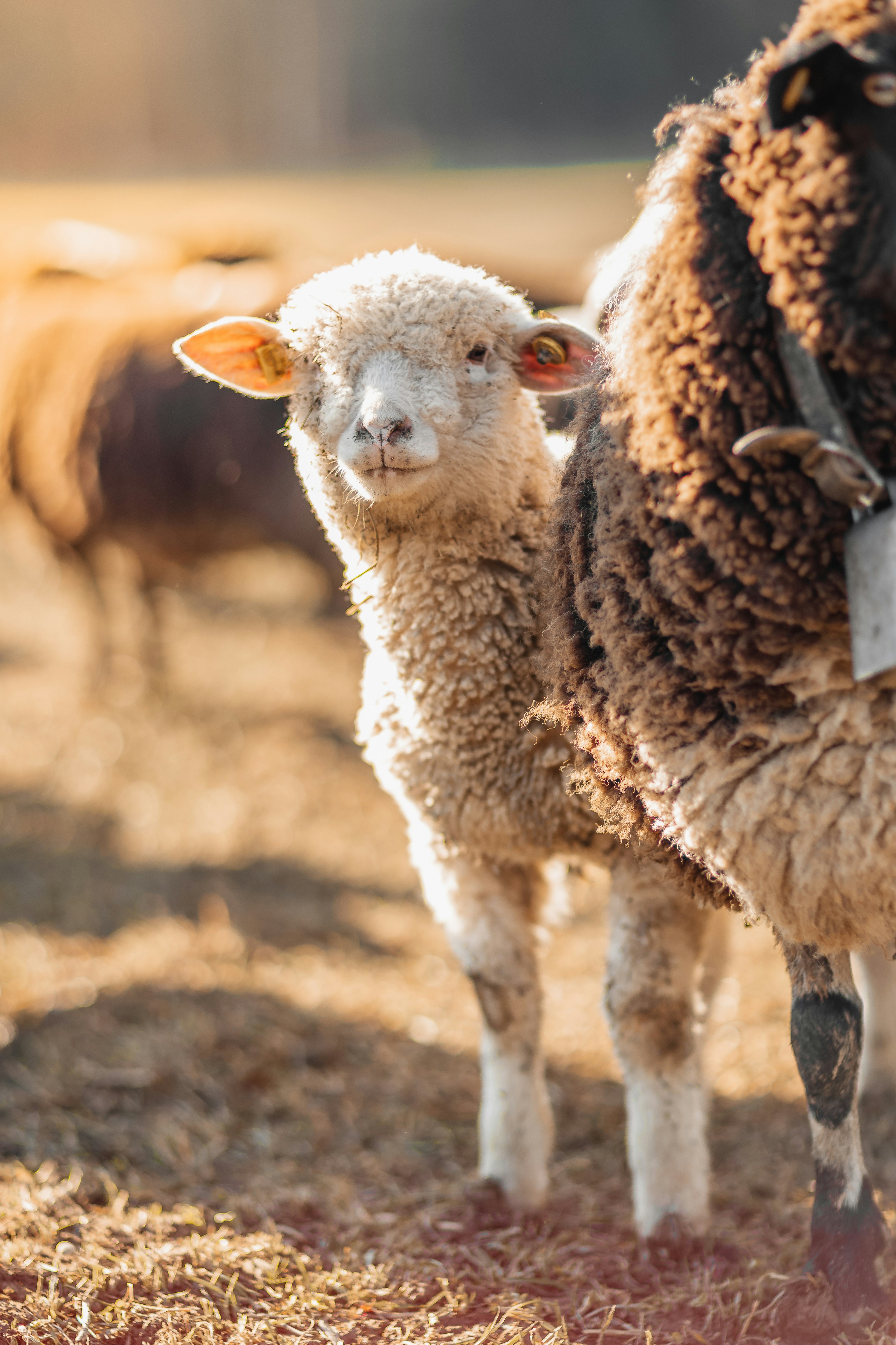 A young lamb peeks out from behind a larger sheep in a sunlit pasture, showcasing its soft wool and inquisitive expression.