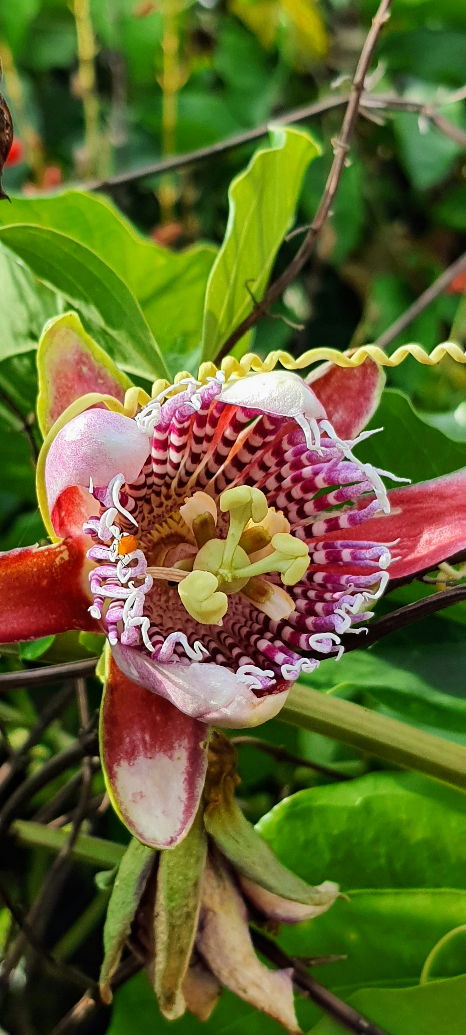 Close-up photograph of a passionflower bloom, highlighting its intricate corona and vibrant pink, white, and yellow center against lush green foliage.