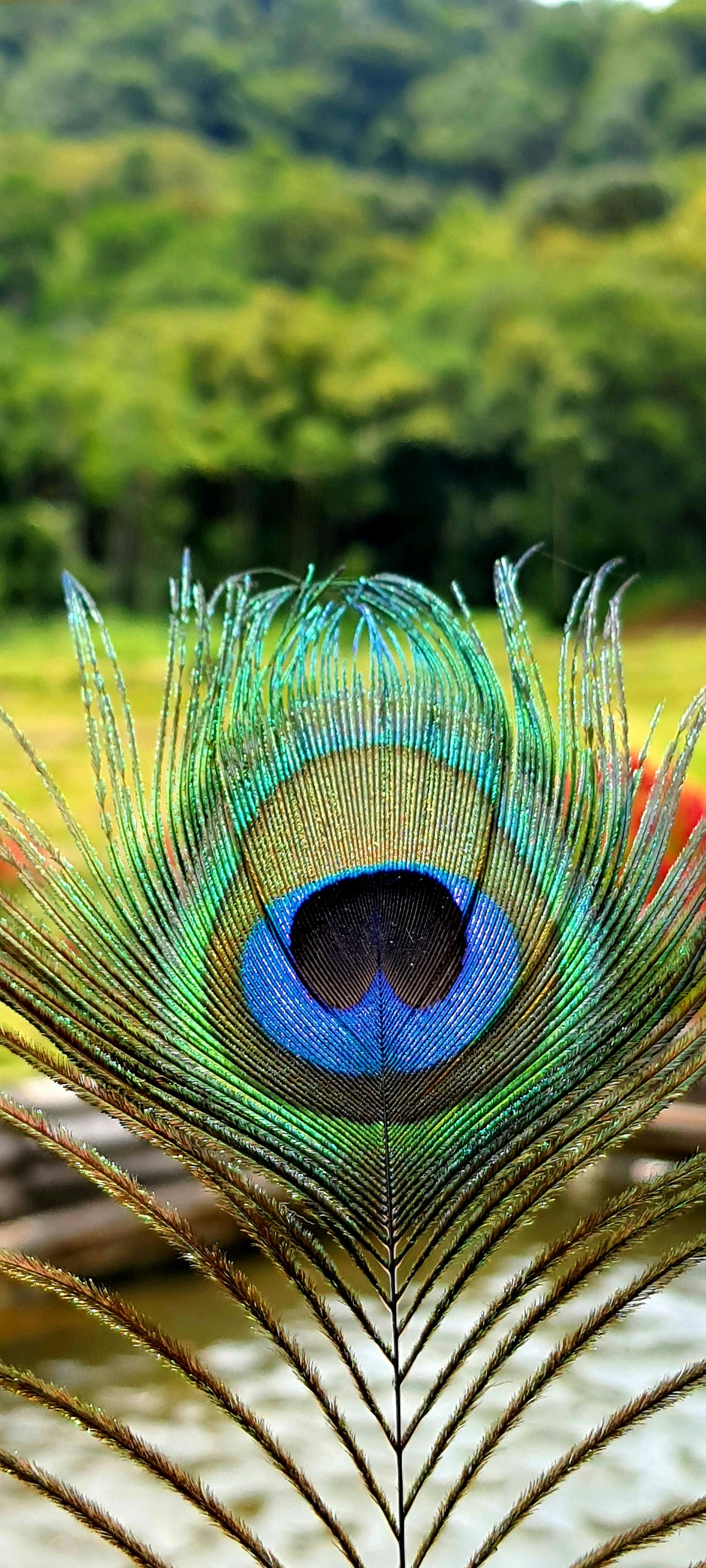 Close-up of a peacock feather showcasing its intricate patterns and vivid colors against a blurred natural backdrop.