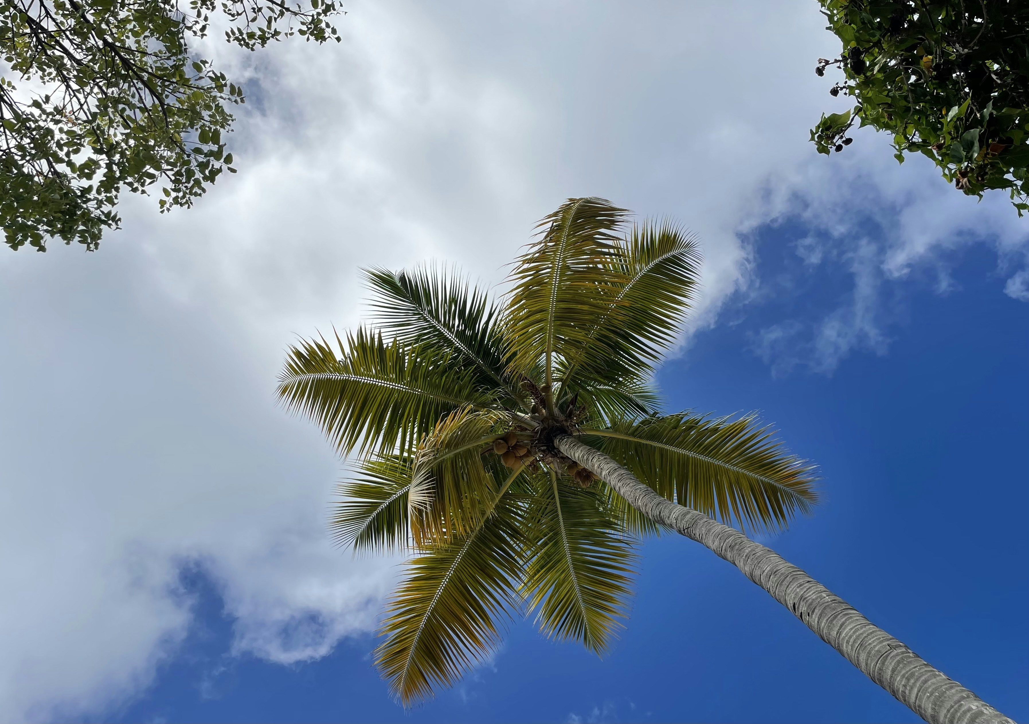 Palm Crown Reaching Toward a Cerulean Sky