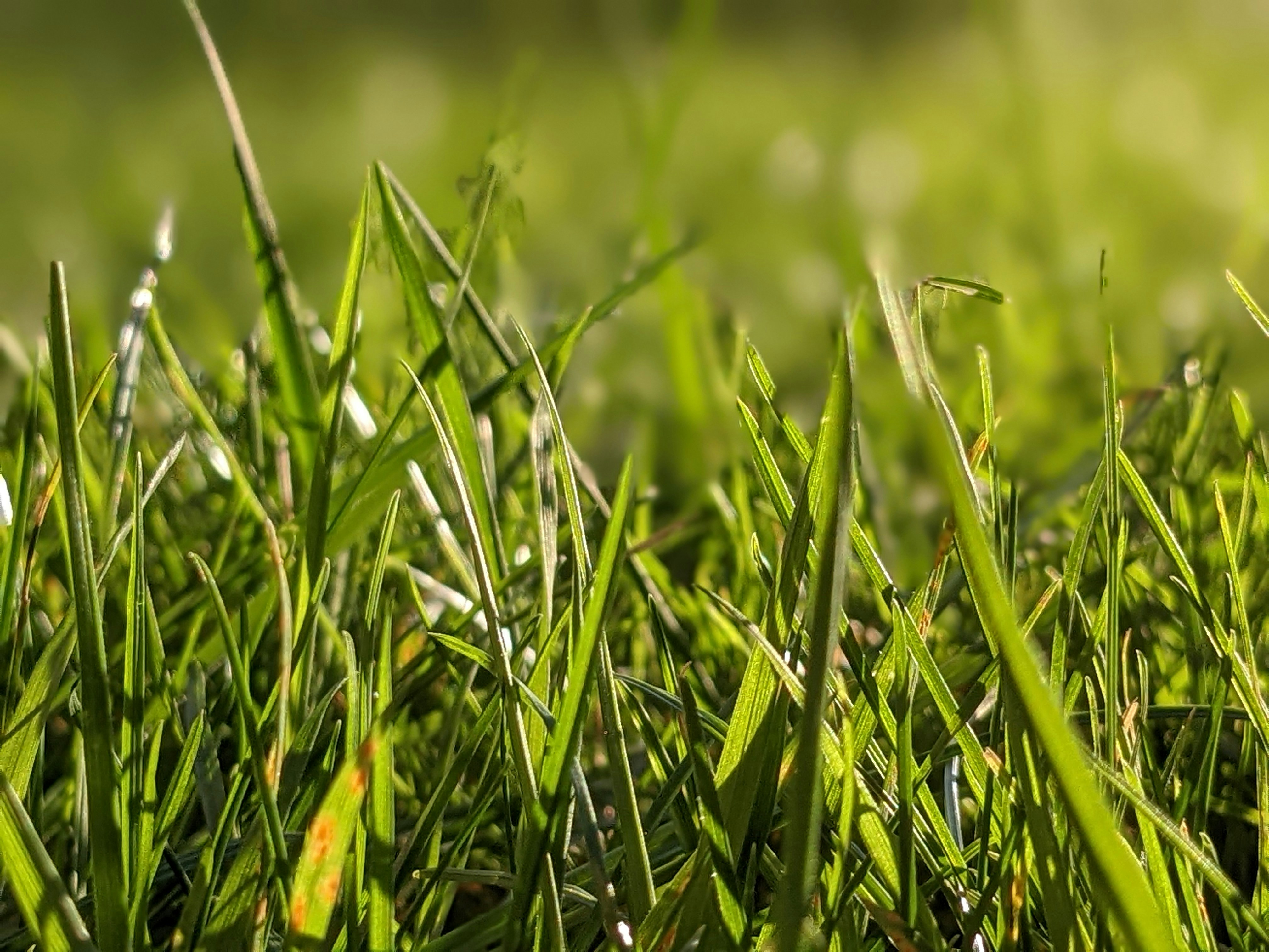 Sun shining through the grass in the lawn | a close up of some green grass with a blurry background
