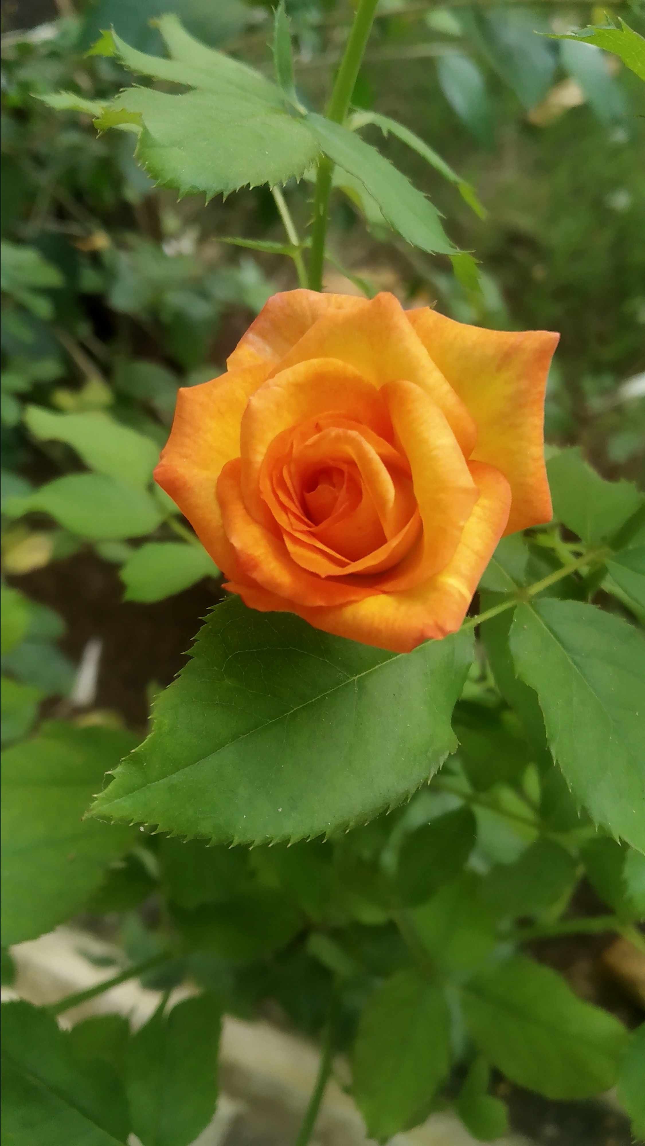 Orange Rose in Focus: A Close-Up of Velvet Petals Against Green Backdrop