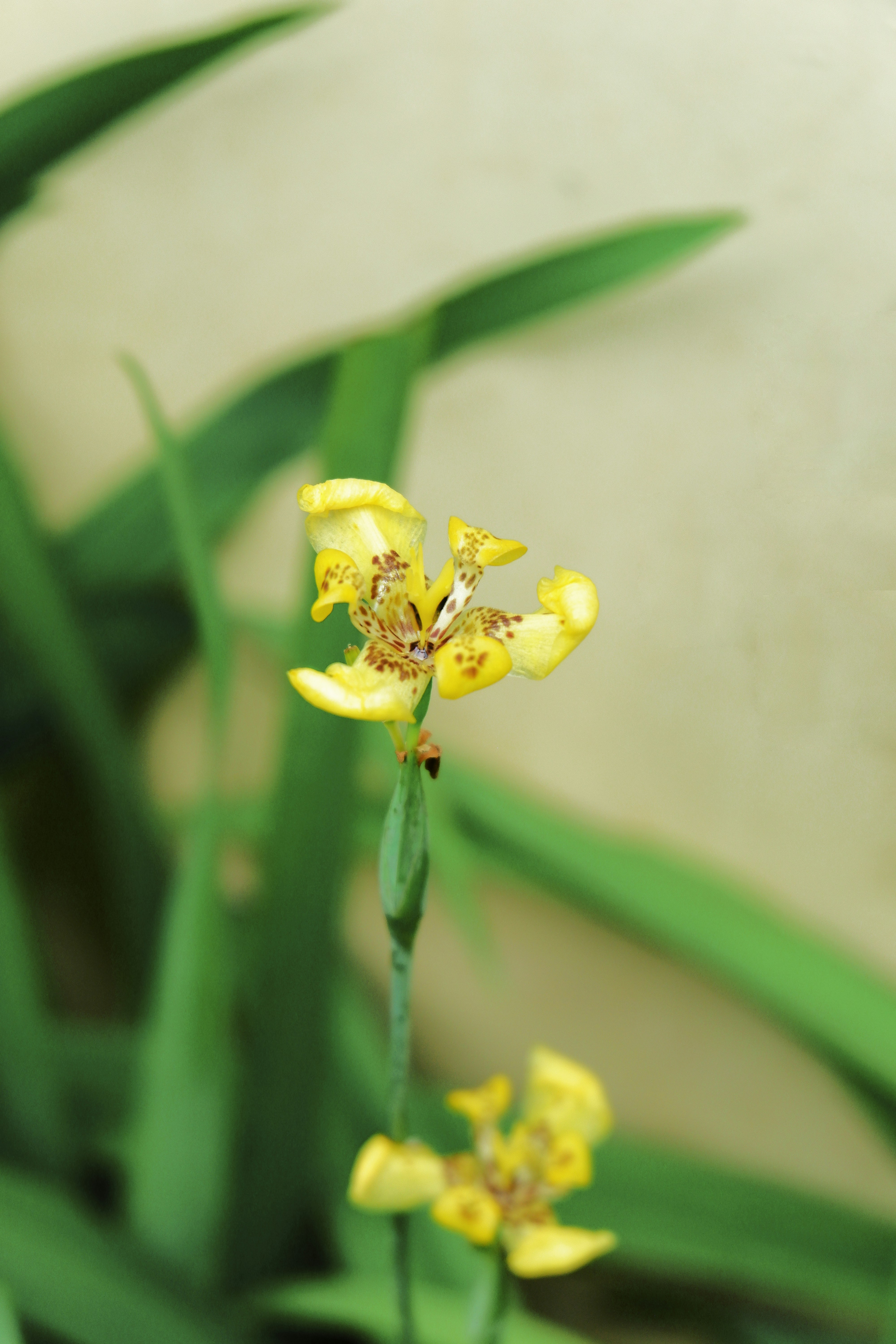 Lone Yellow Bloom Halts the Quiet Green Blur