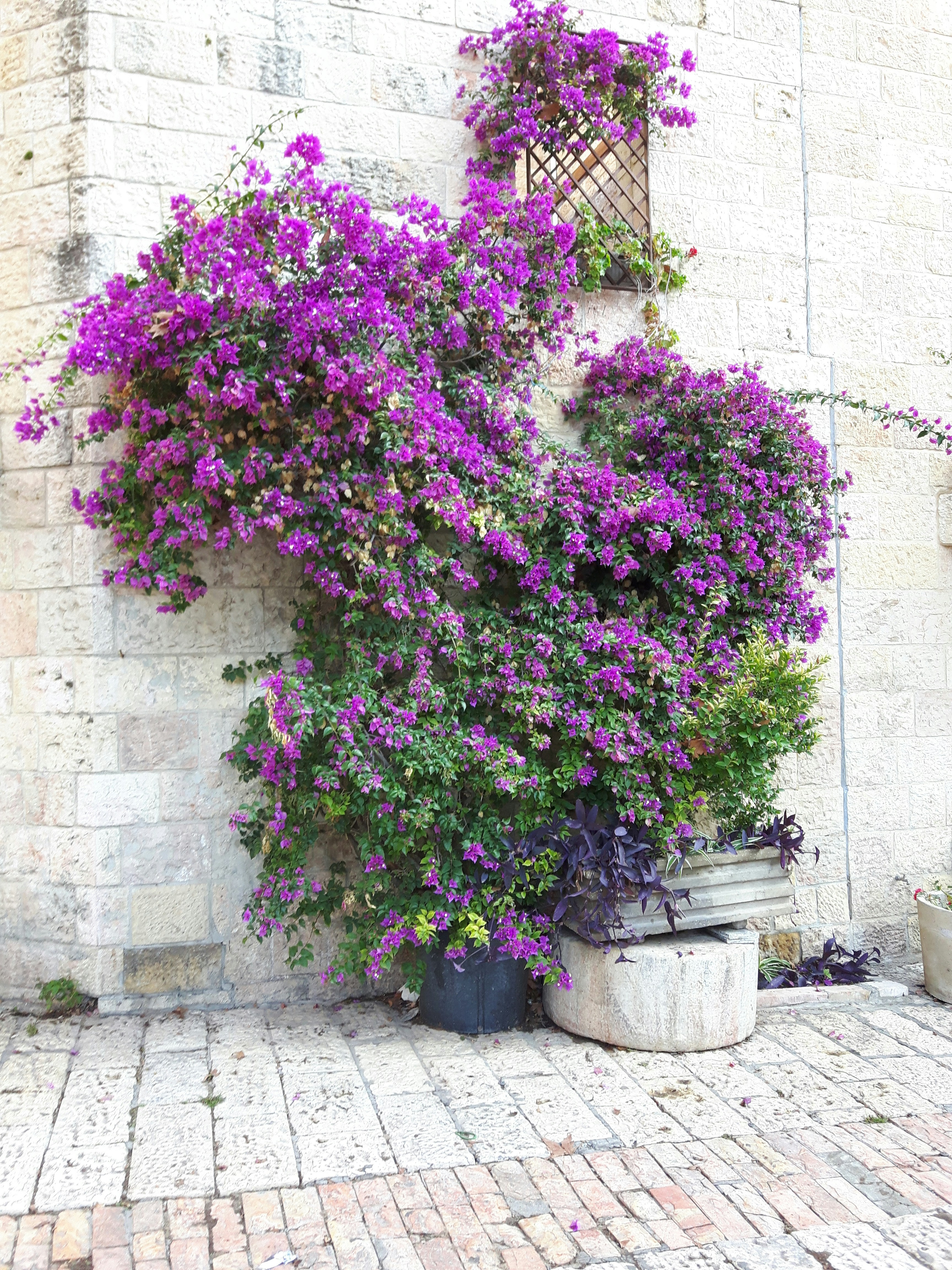 Lush bougainvillea blooms cascade over a textured stone wall, highlighting the interplay of nature and architecture.