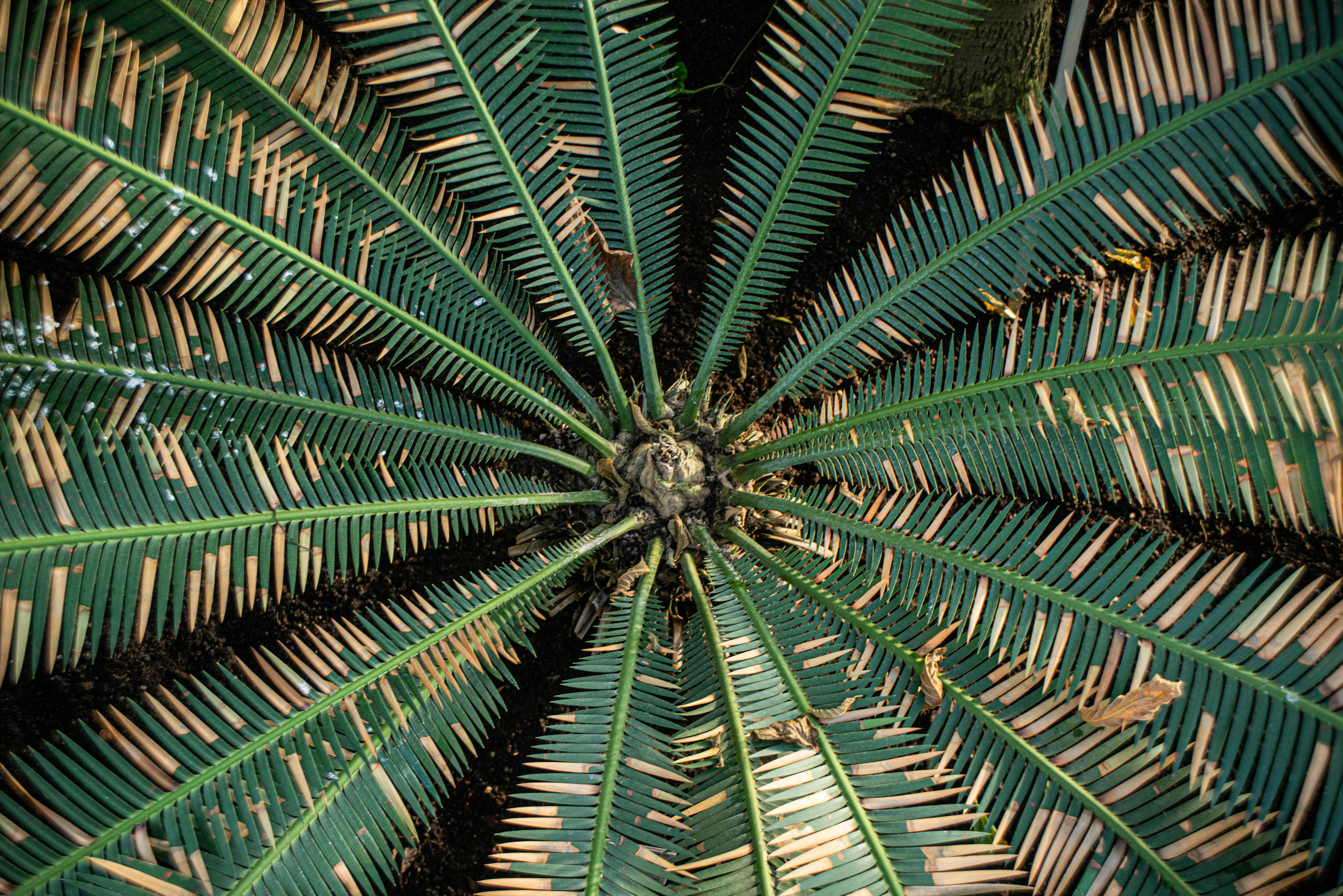 a close up view of a green palm tree