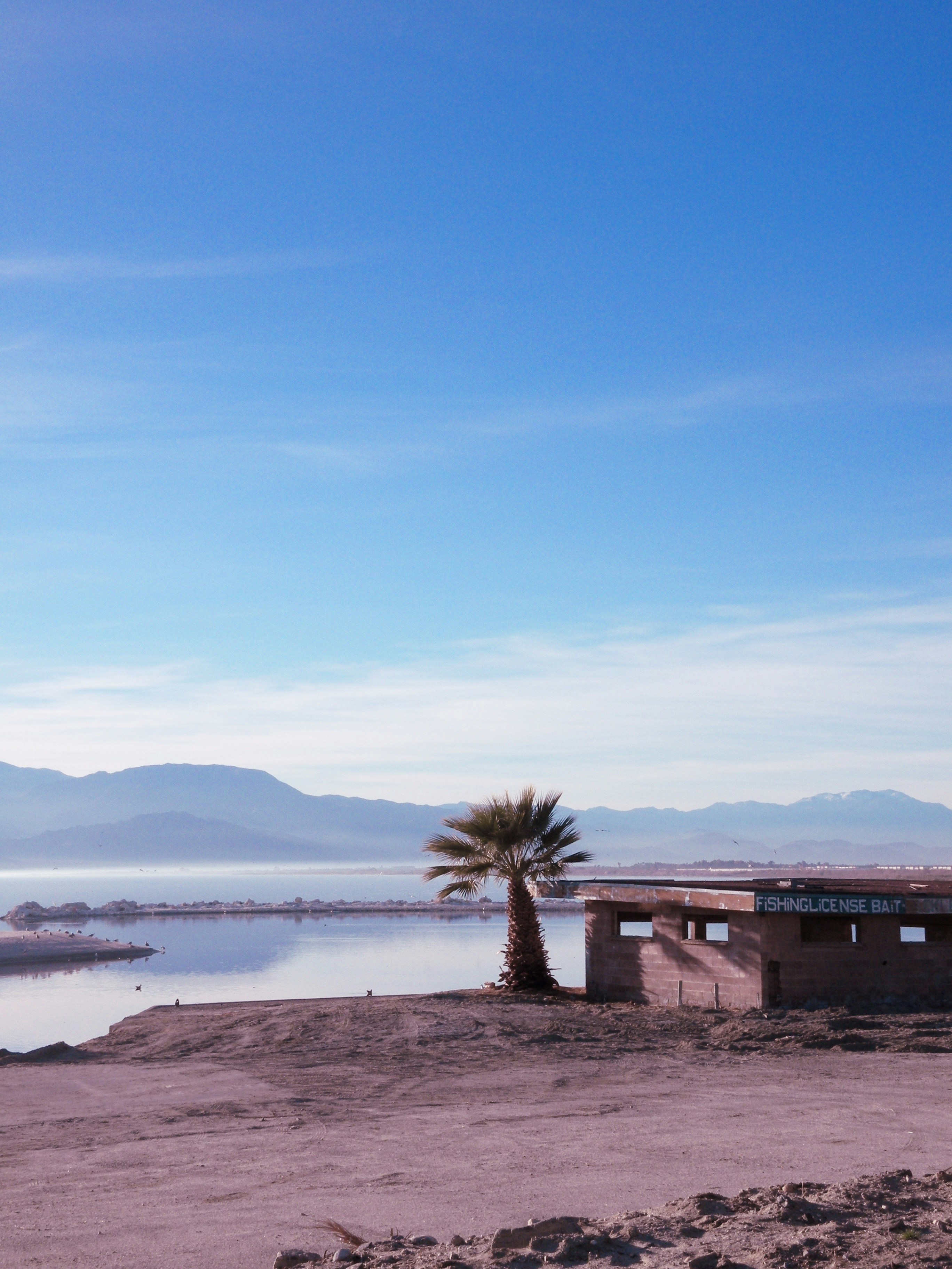 A lone palm stands beside a small shack on a sandy shore, with calm water and distant mountains under a clear blue sky.