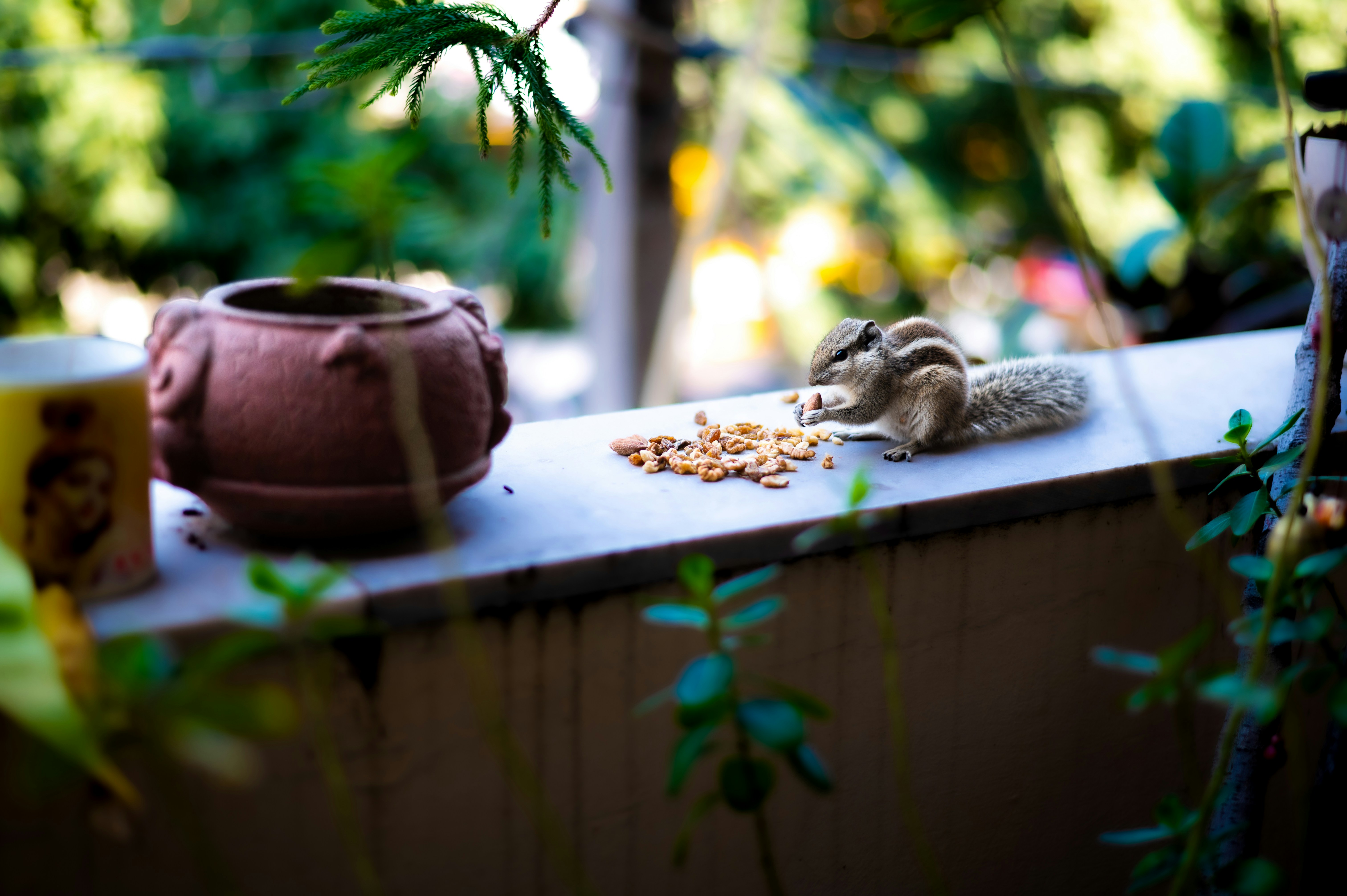 A squirrel is eating from a bowl on a ledge photo – Free Plant Image on ...