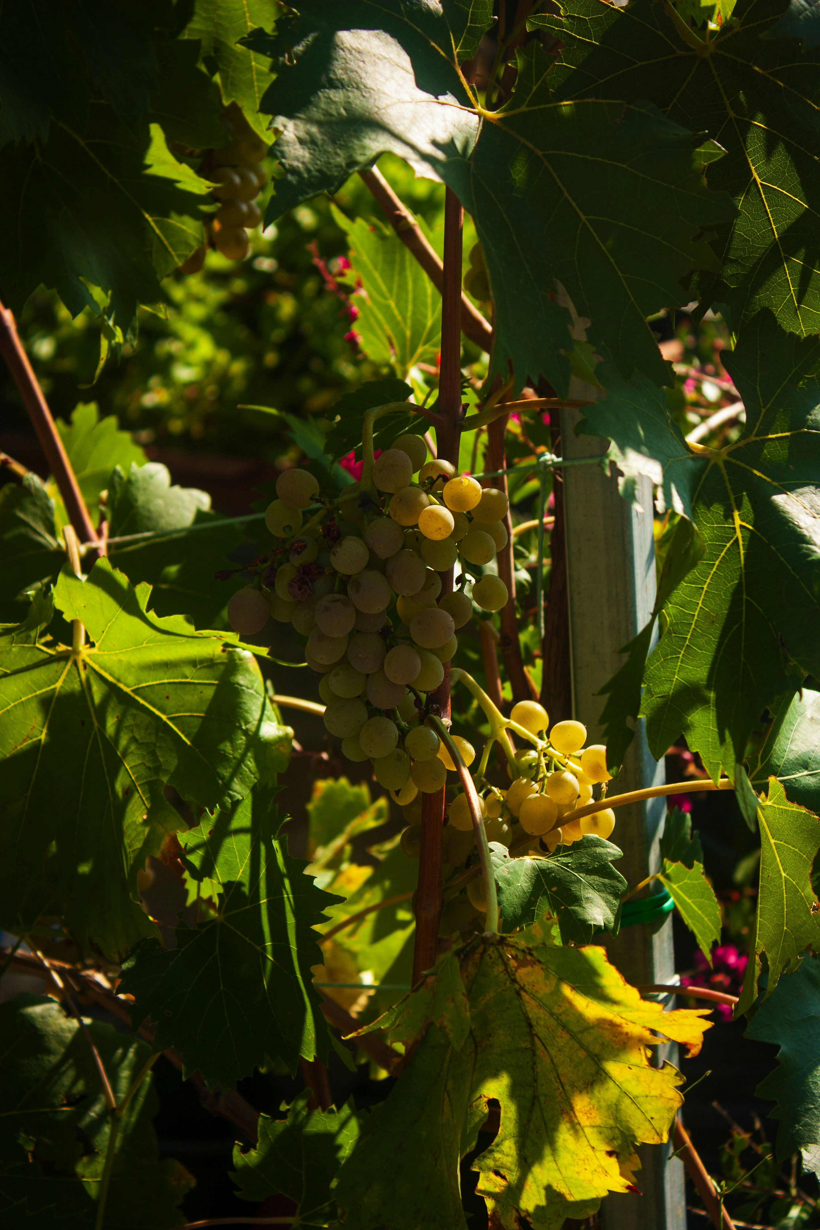 Foto zum Thema Eine Traube, die an einer Rebe wächst – Kostenloses Bild ...