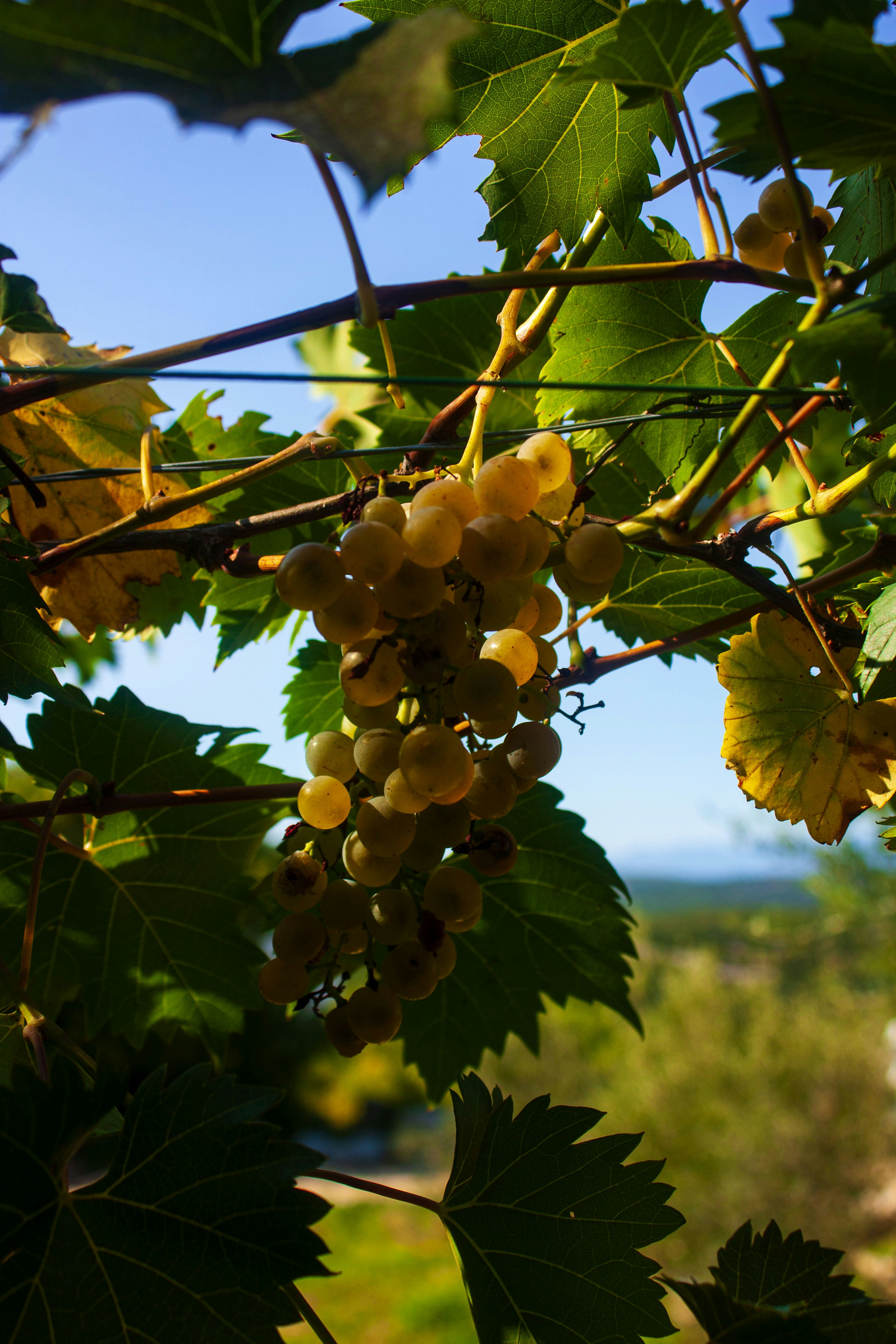Foto zum Thema Eine Traube, die an einer Rebe hängt – Kostenloses Bild ...