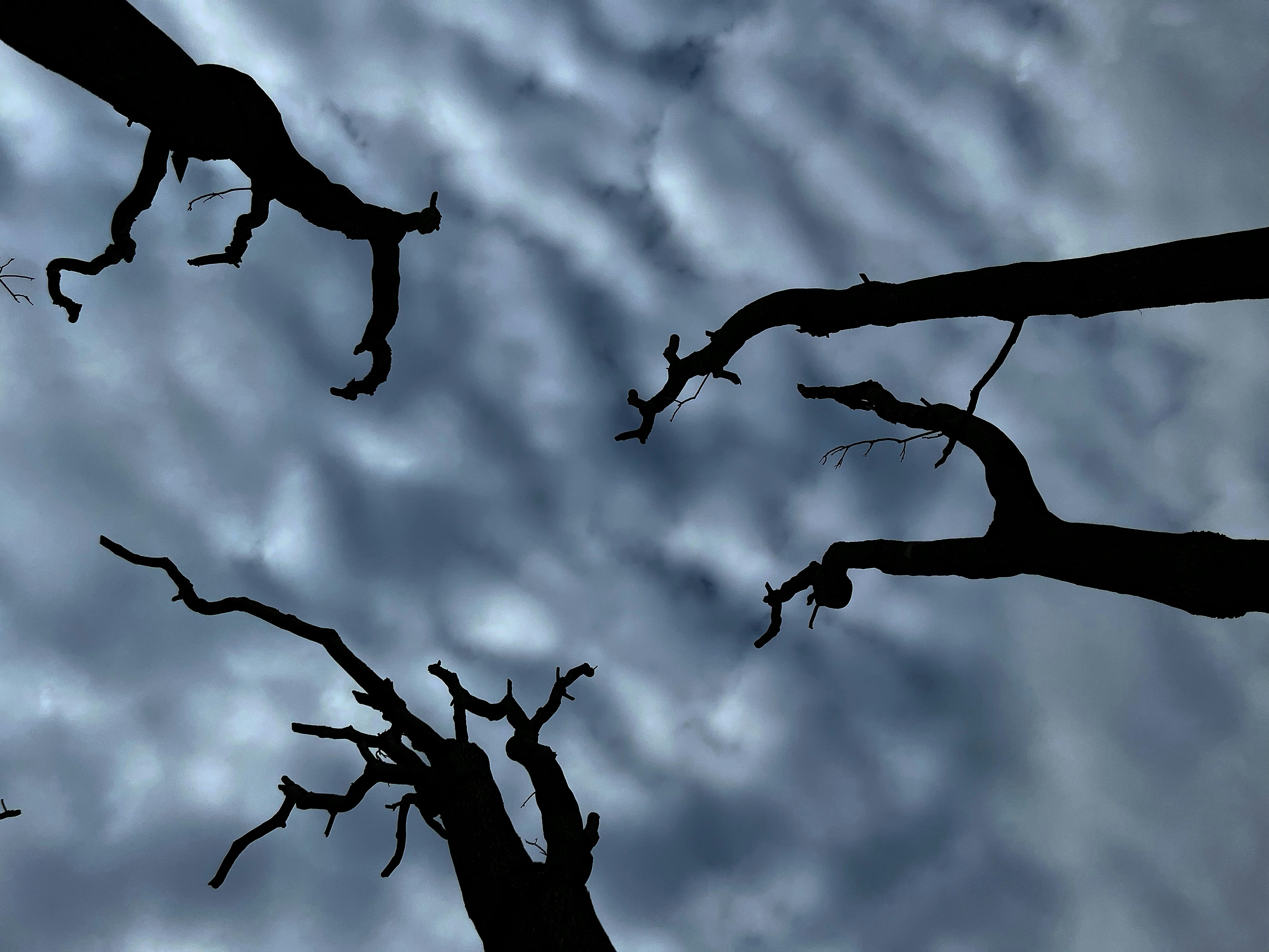 the silhouette of two dead trees against a cloudy sky