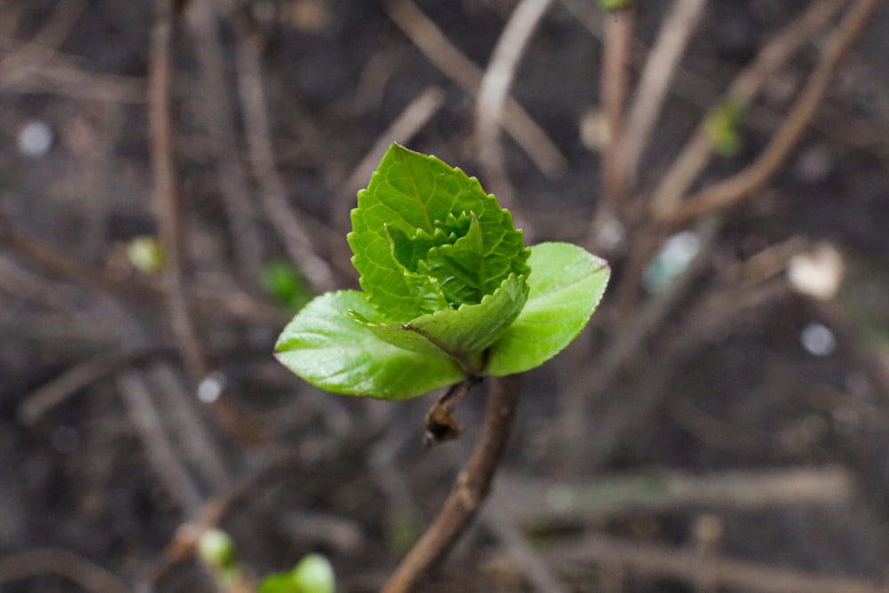 Gros plan d’une feuille verte sur une plante photo – Photo Feuille ... Gros plan d’une feuille verte sur une plante photo – Photo Feuille ...