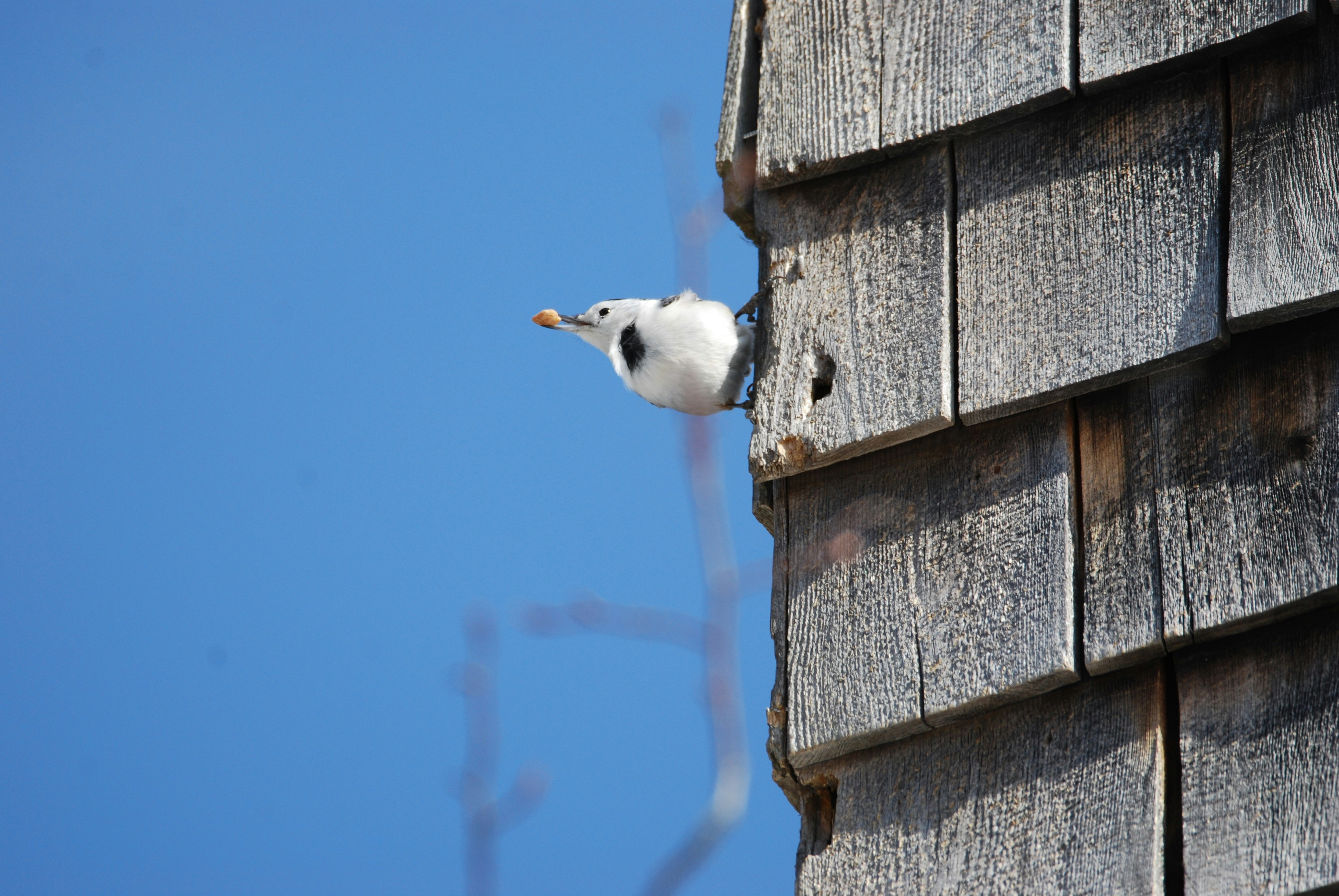 White-breasted nuthatch peering from a wooden crevice, holding a seed against a clear blue sky.