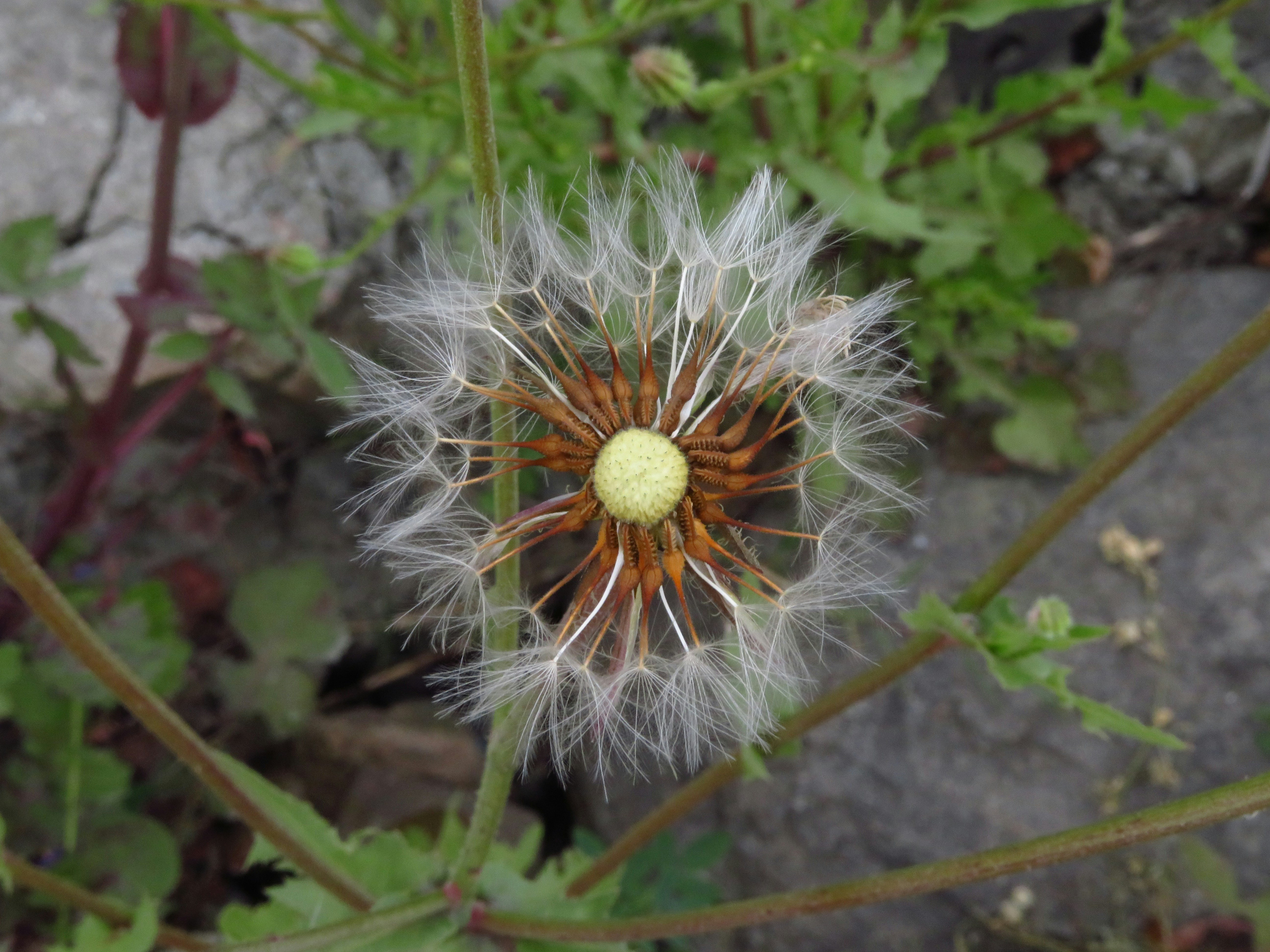 A close up of a dandelion on a rock photo – Free Plant Image on Unsplash