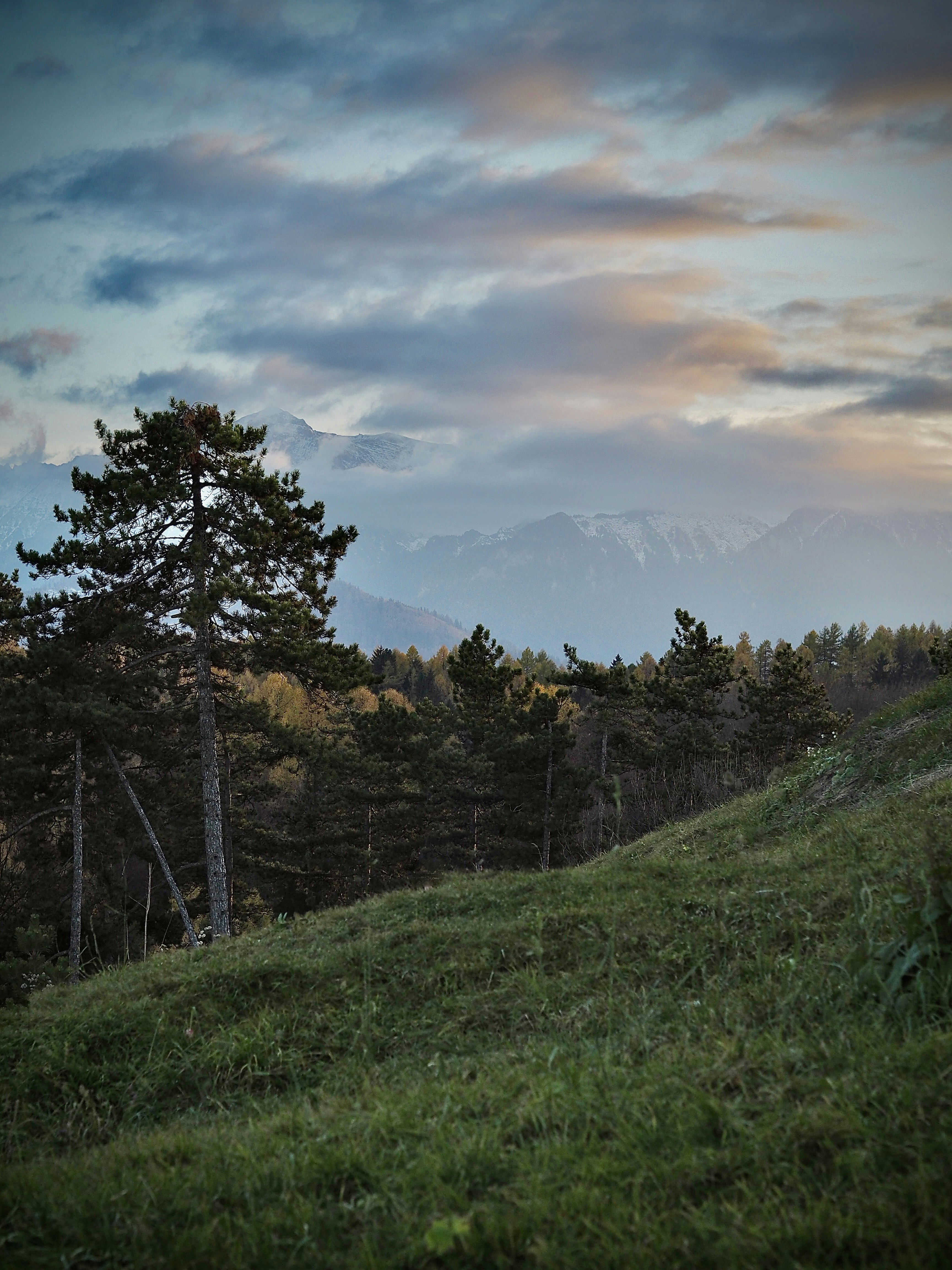 Dawn Ridge: Pines Against a Mountain Veil