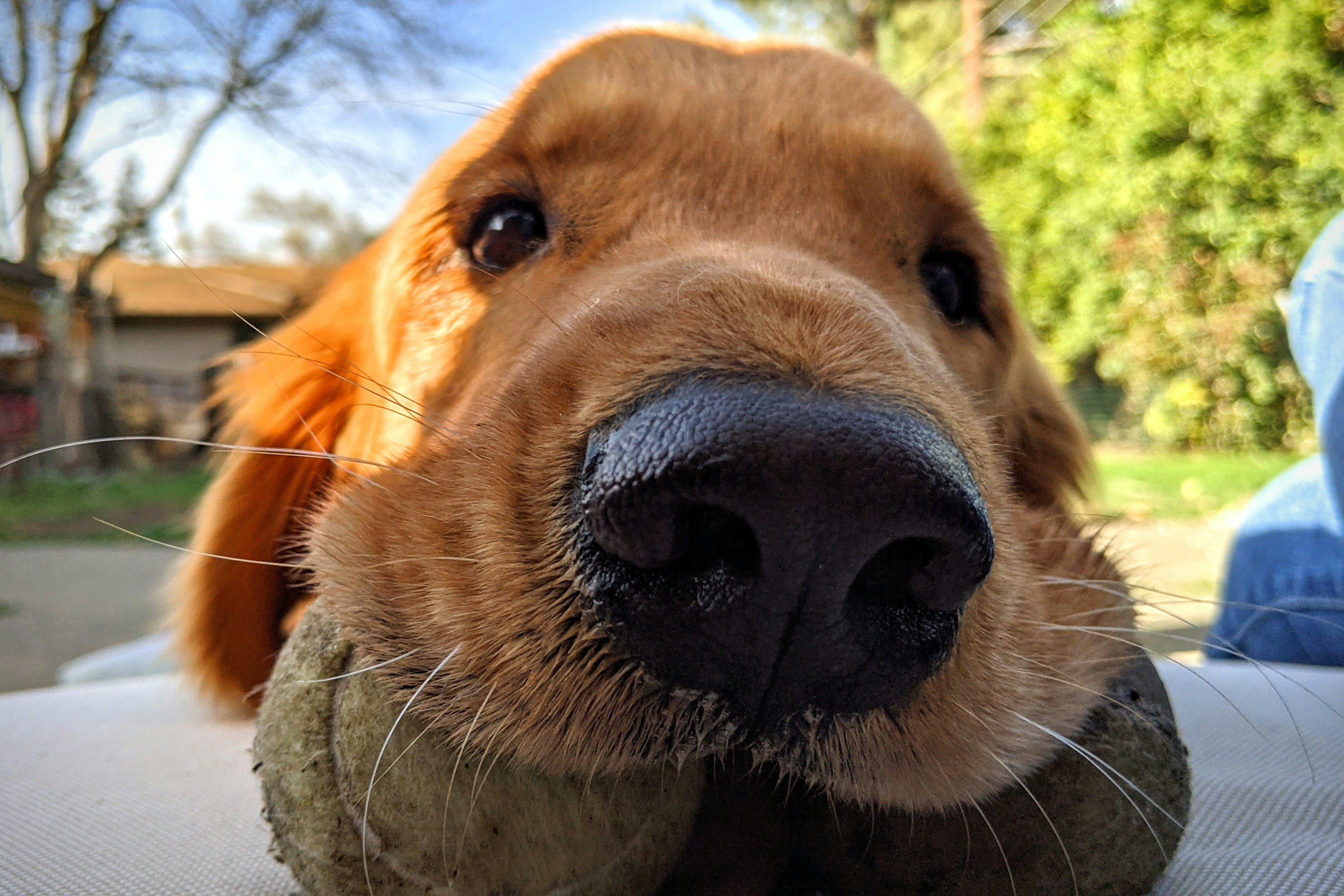 Golden retriever holding two tennis balls in its mouth, with a sunny garden backdrop.