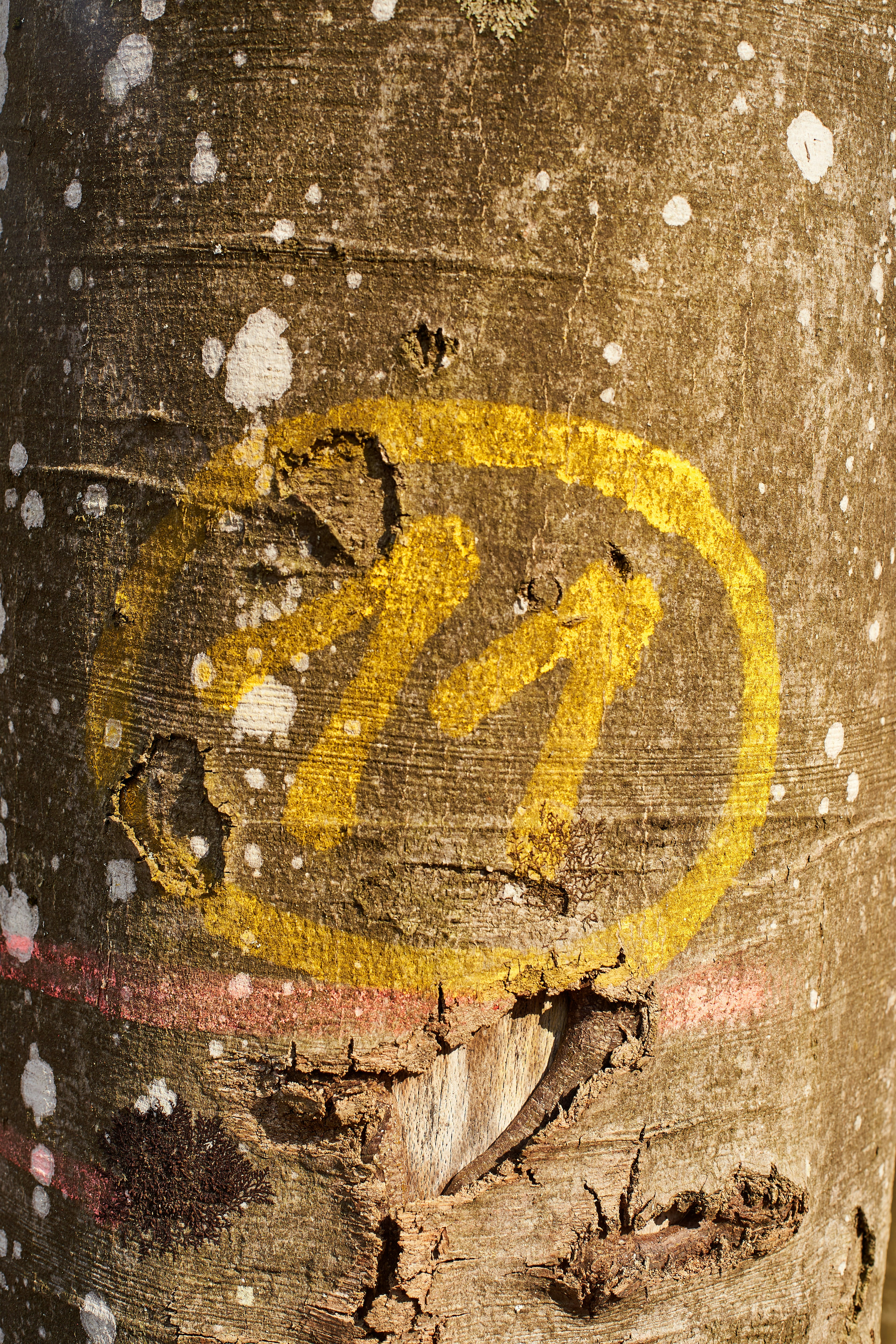 Yellow graffiti halo over textured tree bark with pink stripe