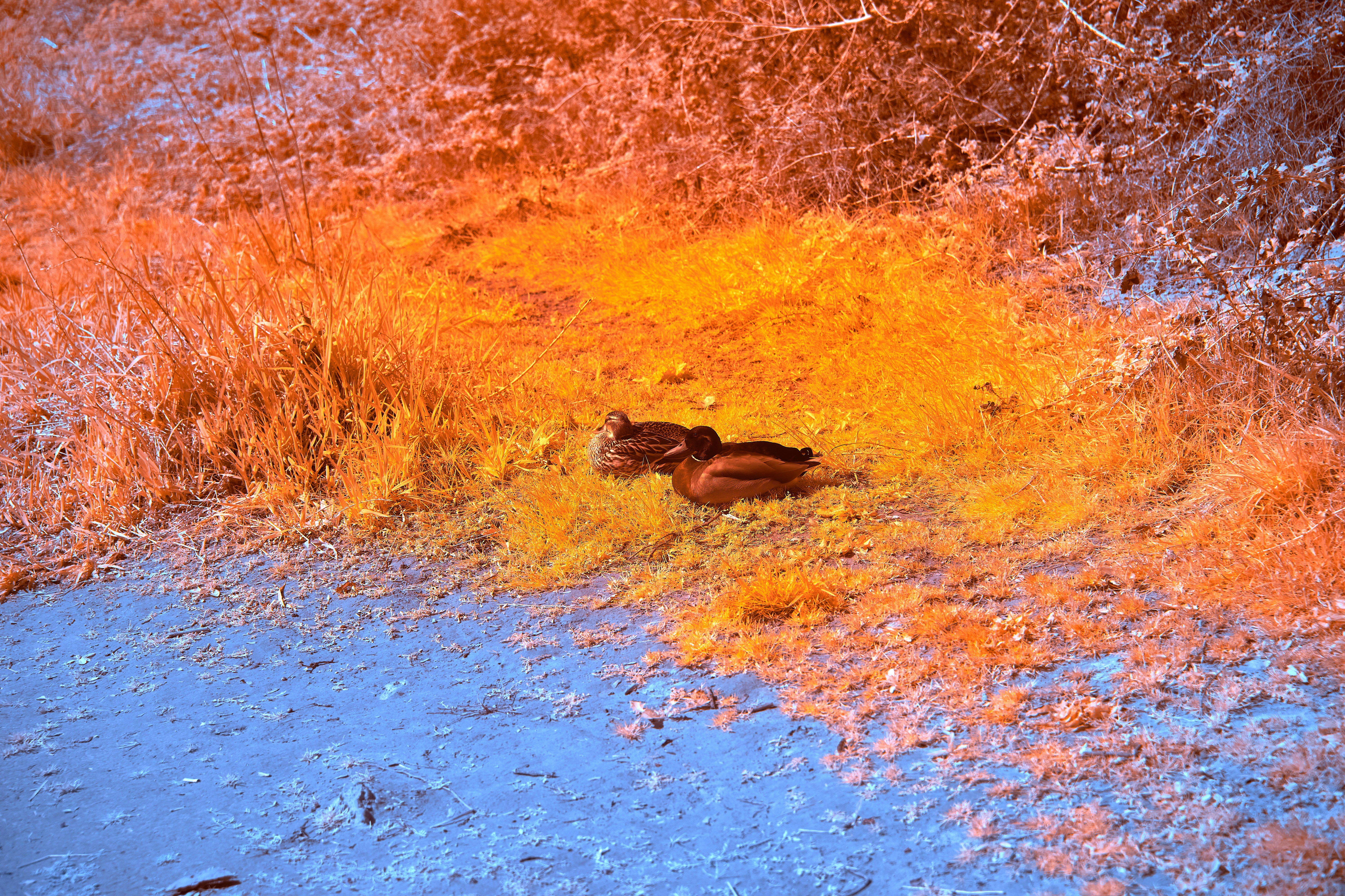 Duotone Shoreline: A Duck at the Border of Orange Heat and Blue Frost