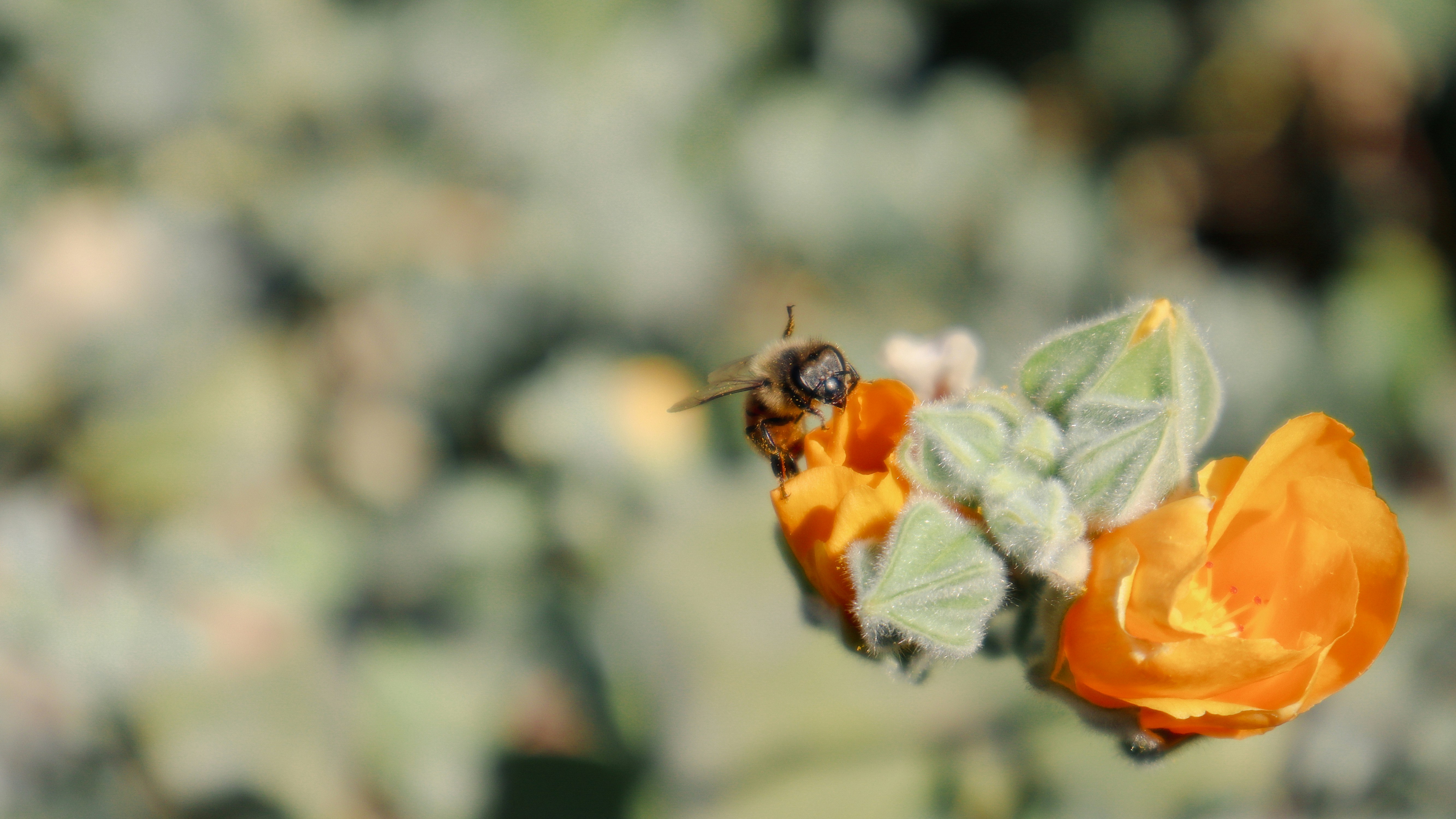 Bee on an Orange Blossom: Velvet Bokeh and Nectar in Focus