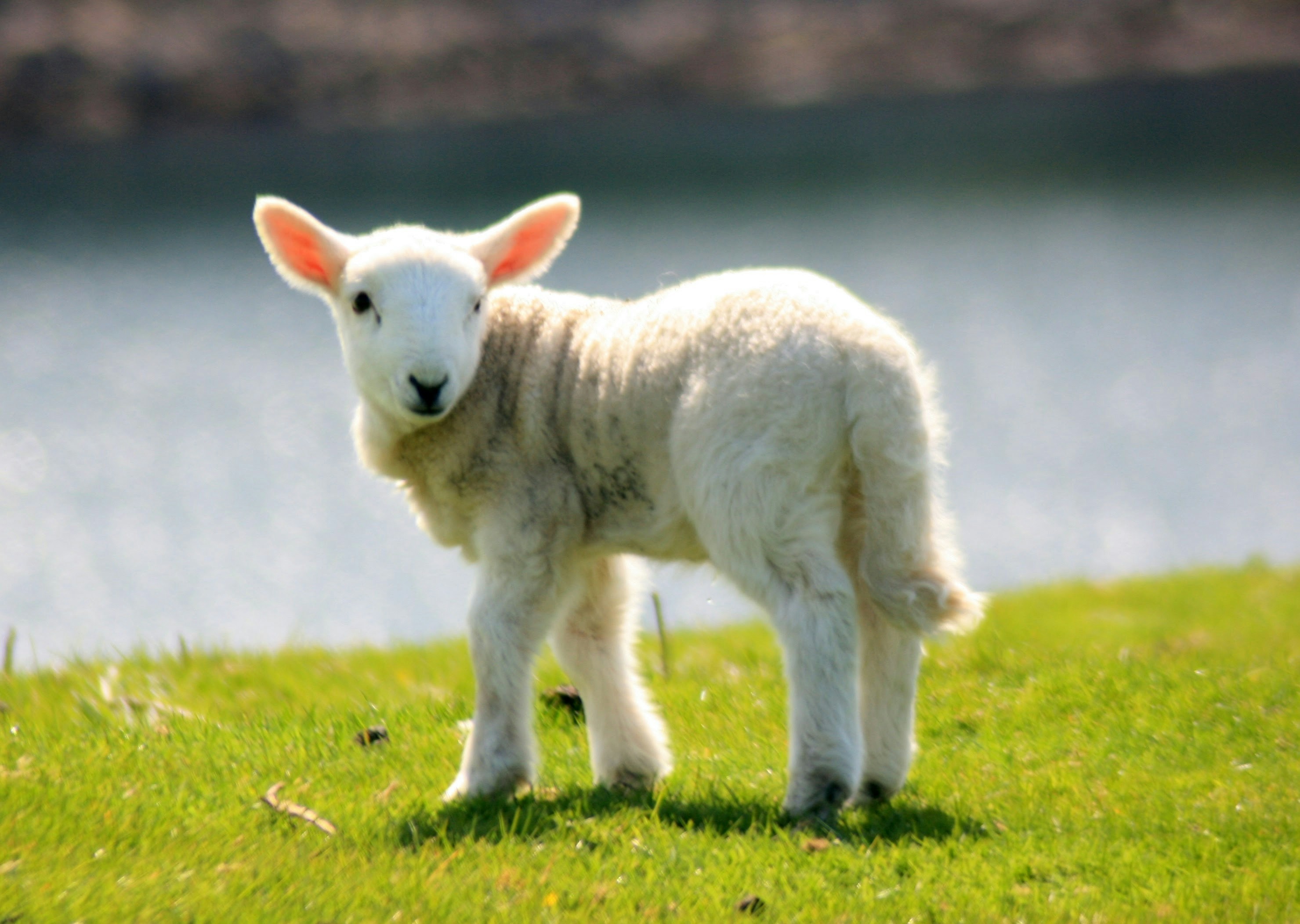 A lamb standing in a grassy field next to a body of water photo – Free ...