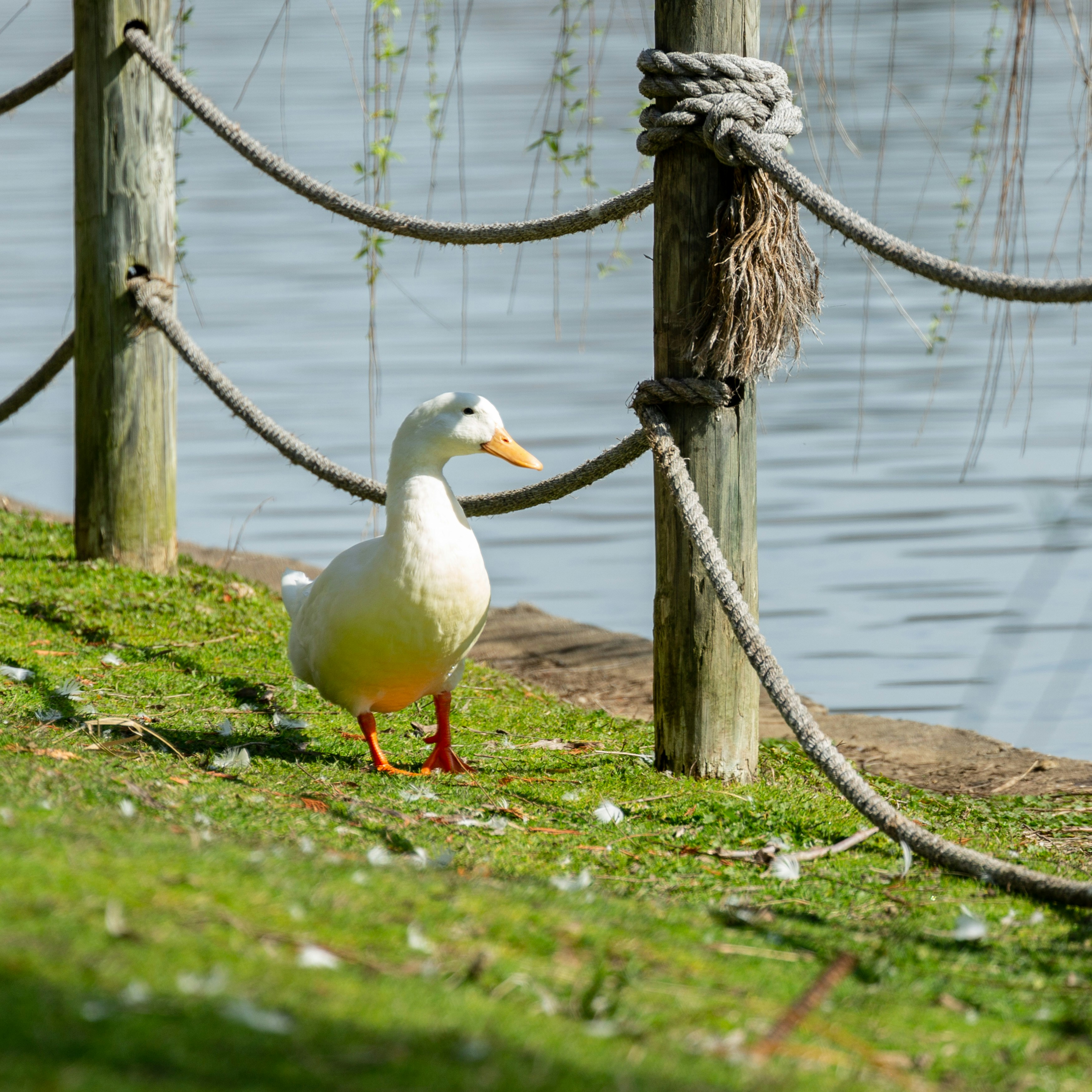 Foto Un pato blanco parado junto a un cuerpo de agua – Imagen Charlotte ...