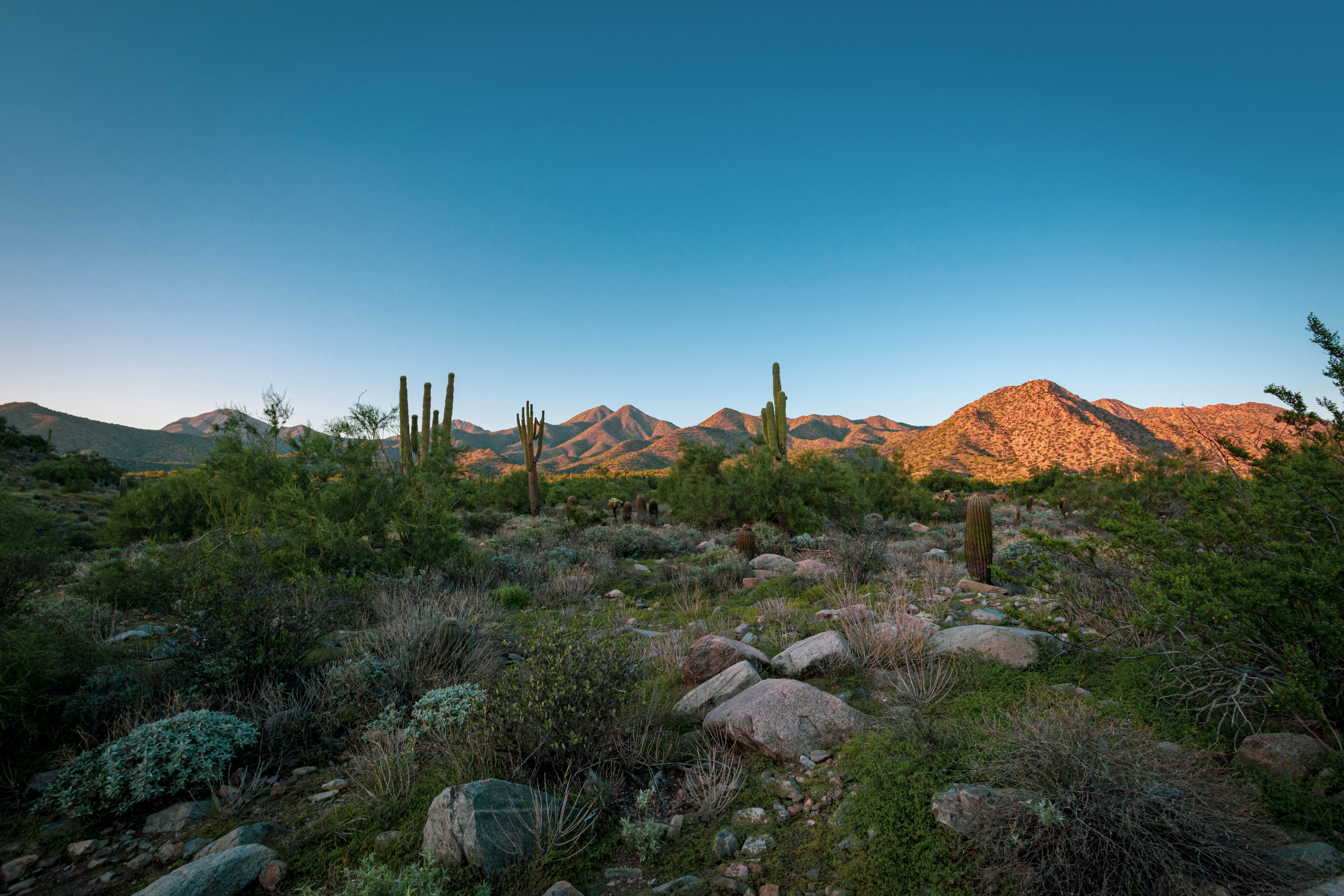 A view of a mountain range with cactus and cacti in the foreground ...
