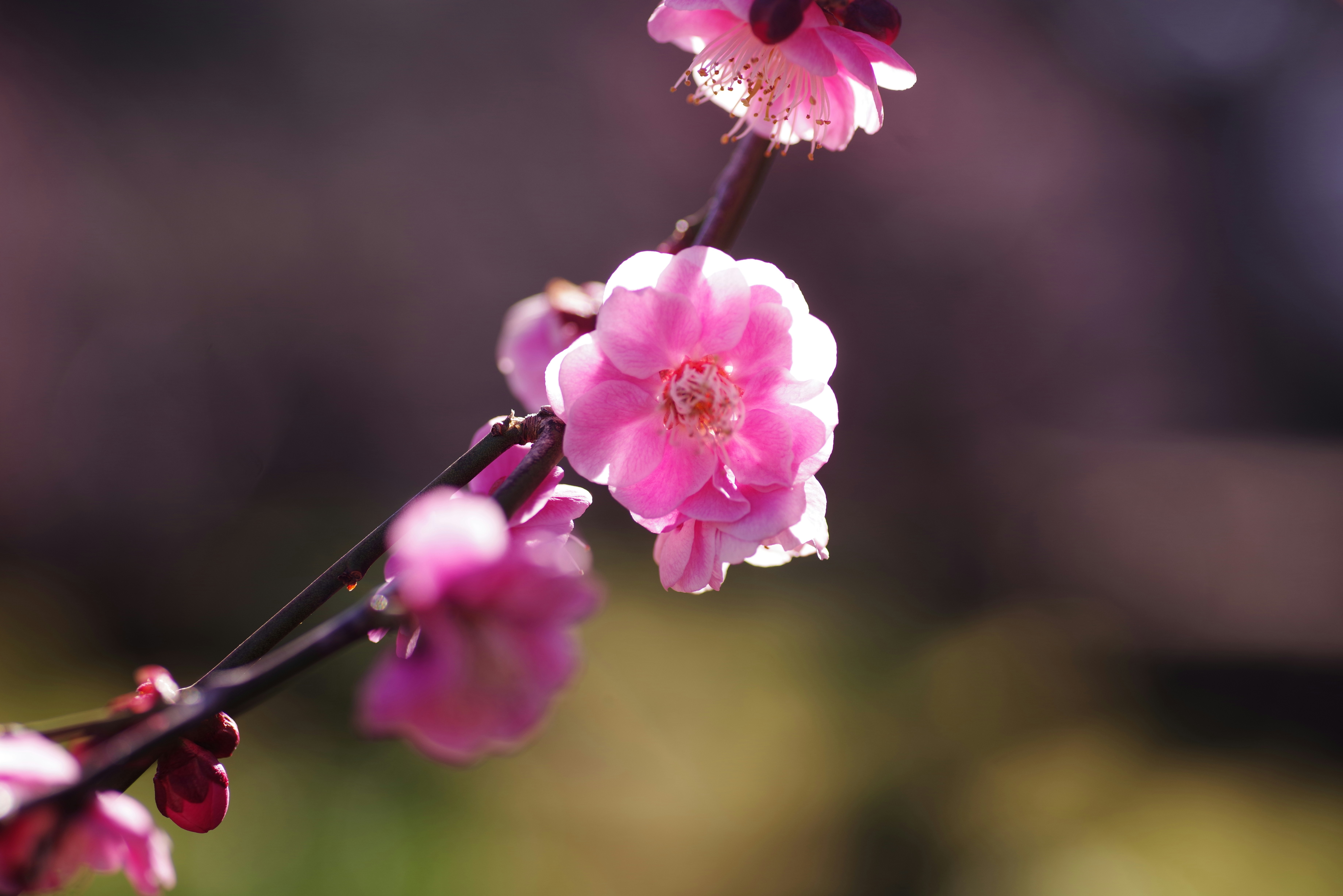 Delicate pink blossoms on a slender branch, softly illuminated against a blurred background, evoke the freshness of spring.