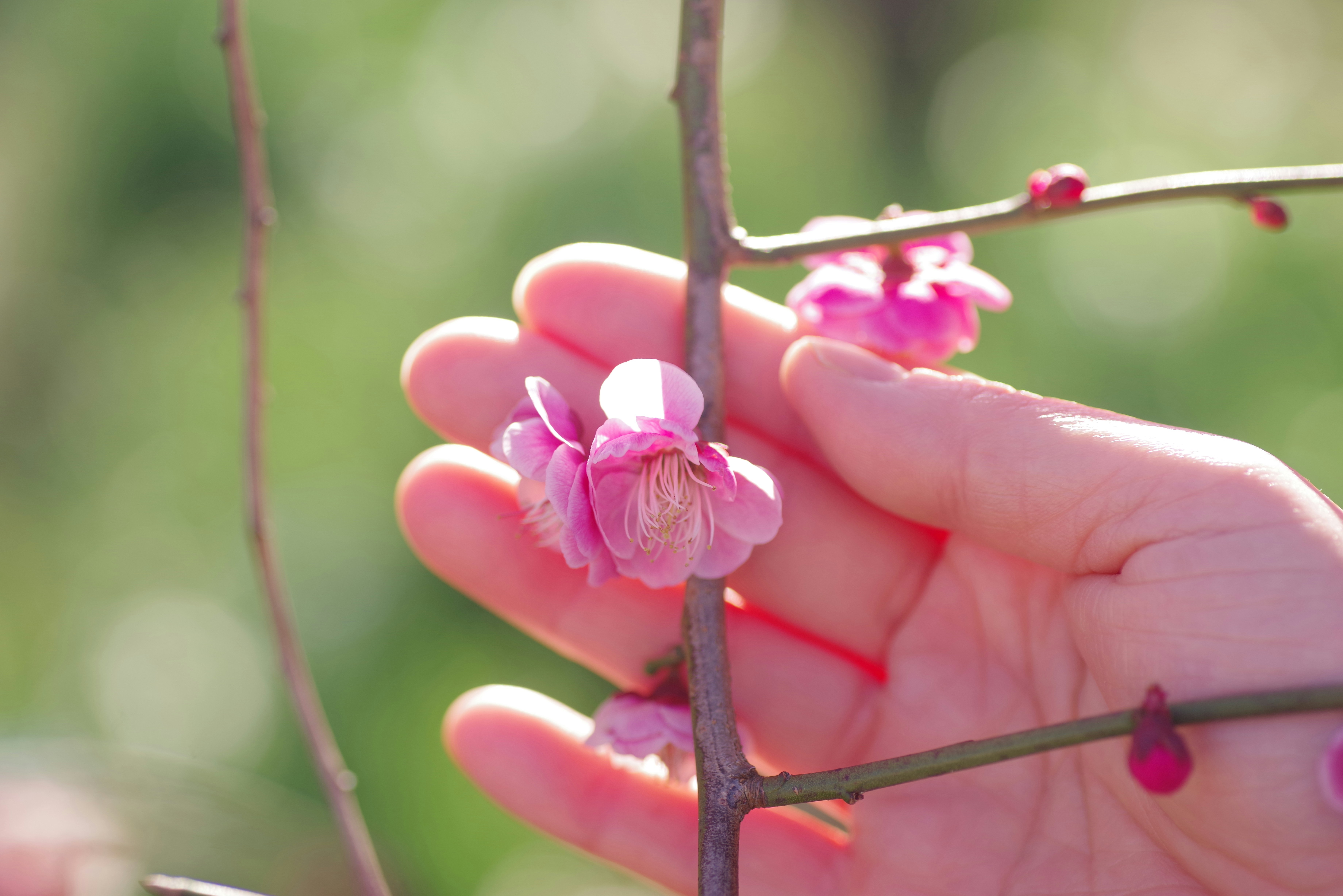 Fuchsia Bloom Between Fingers: A Tender Petal Moment