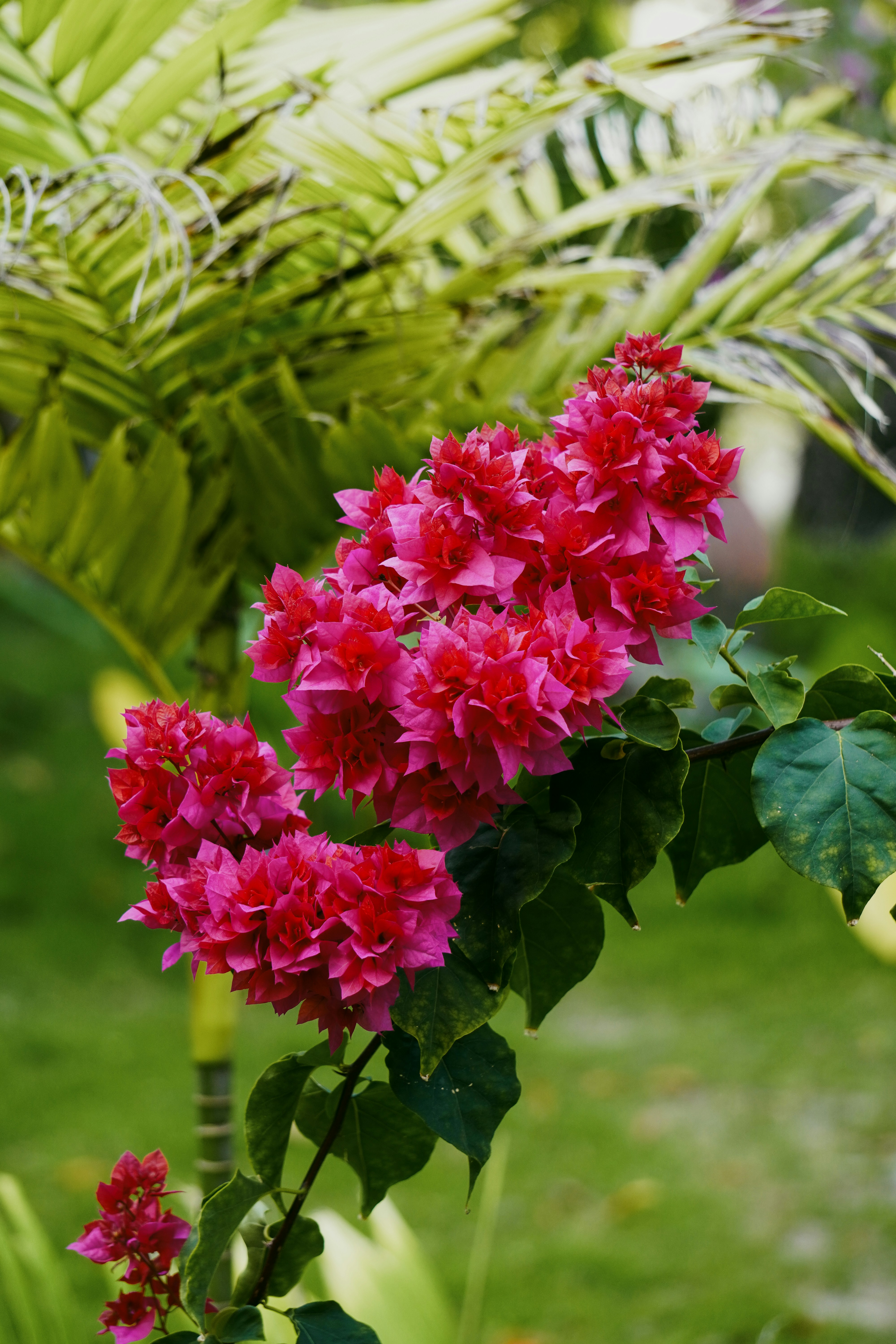 a bunch of flowers that are in the grass