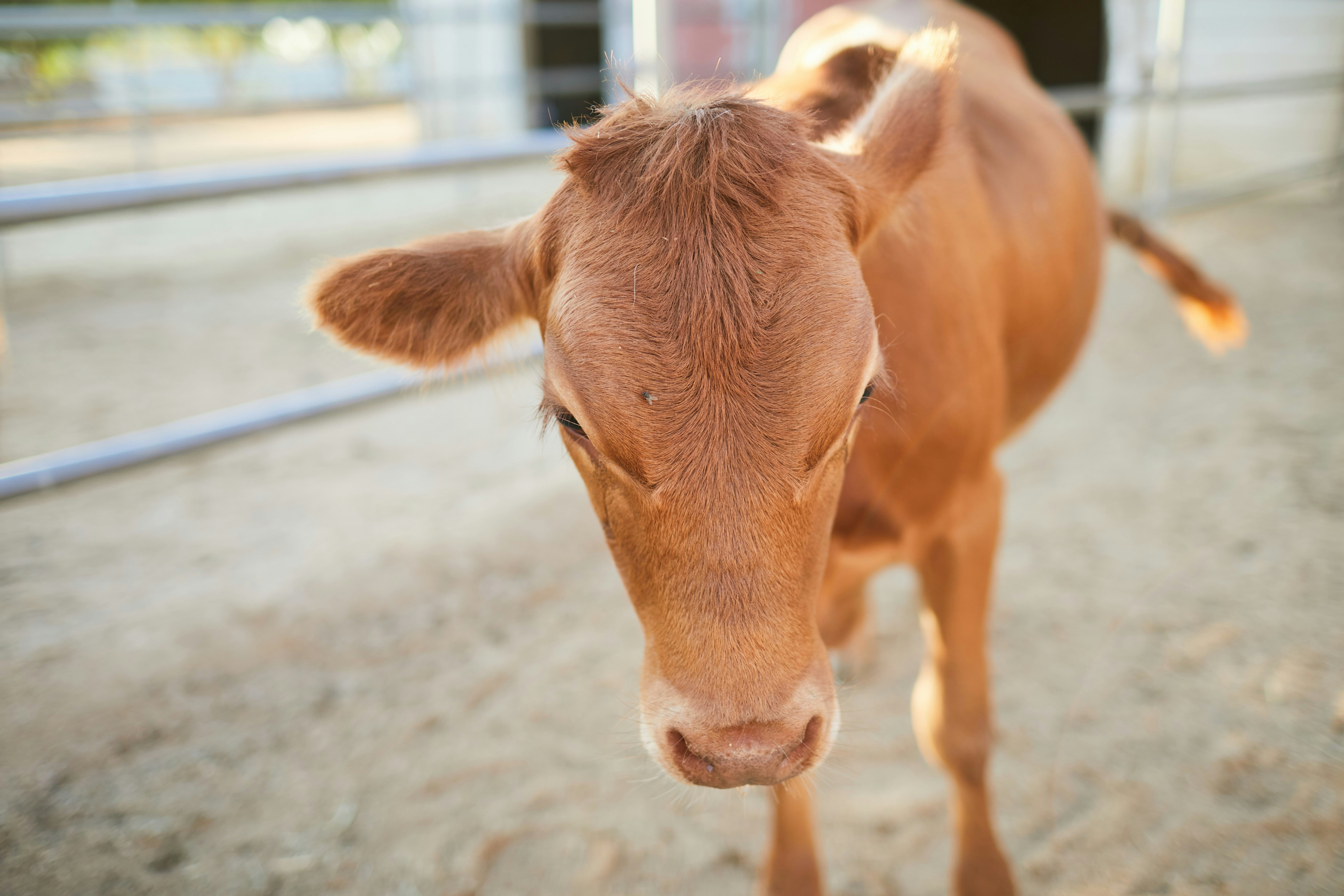 Close-Up Curiosity: A Young Calf Approaches the Lens