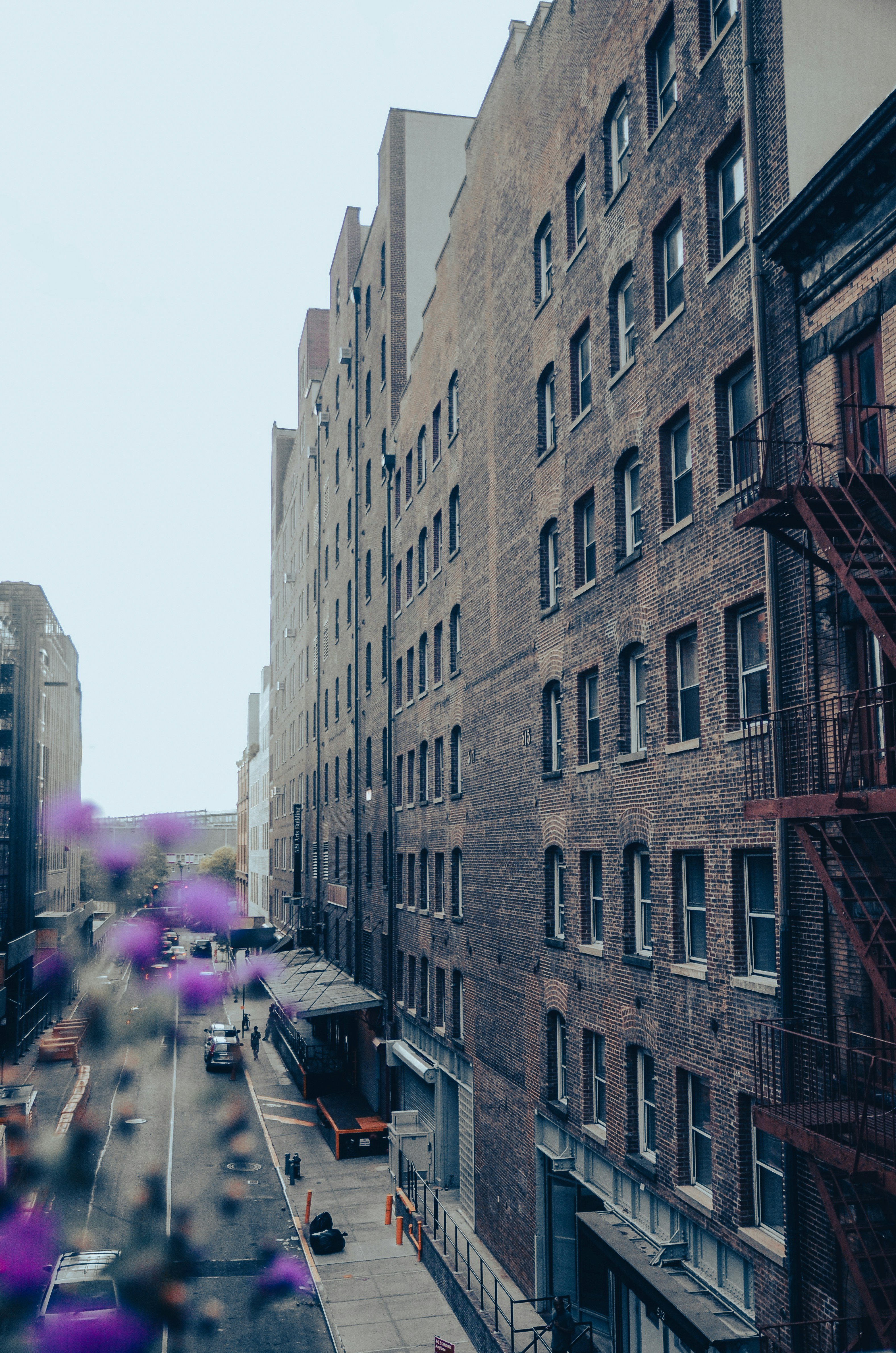 A street scene framed by brick buildings, with soft purple flowers in the foreground. The image captures the essence of urban life intertwined with nature.