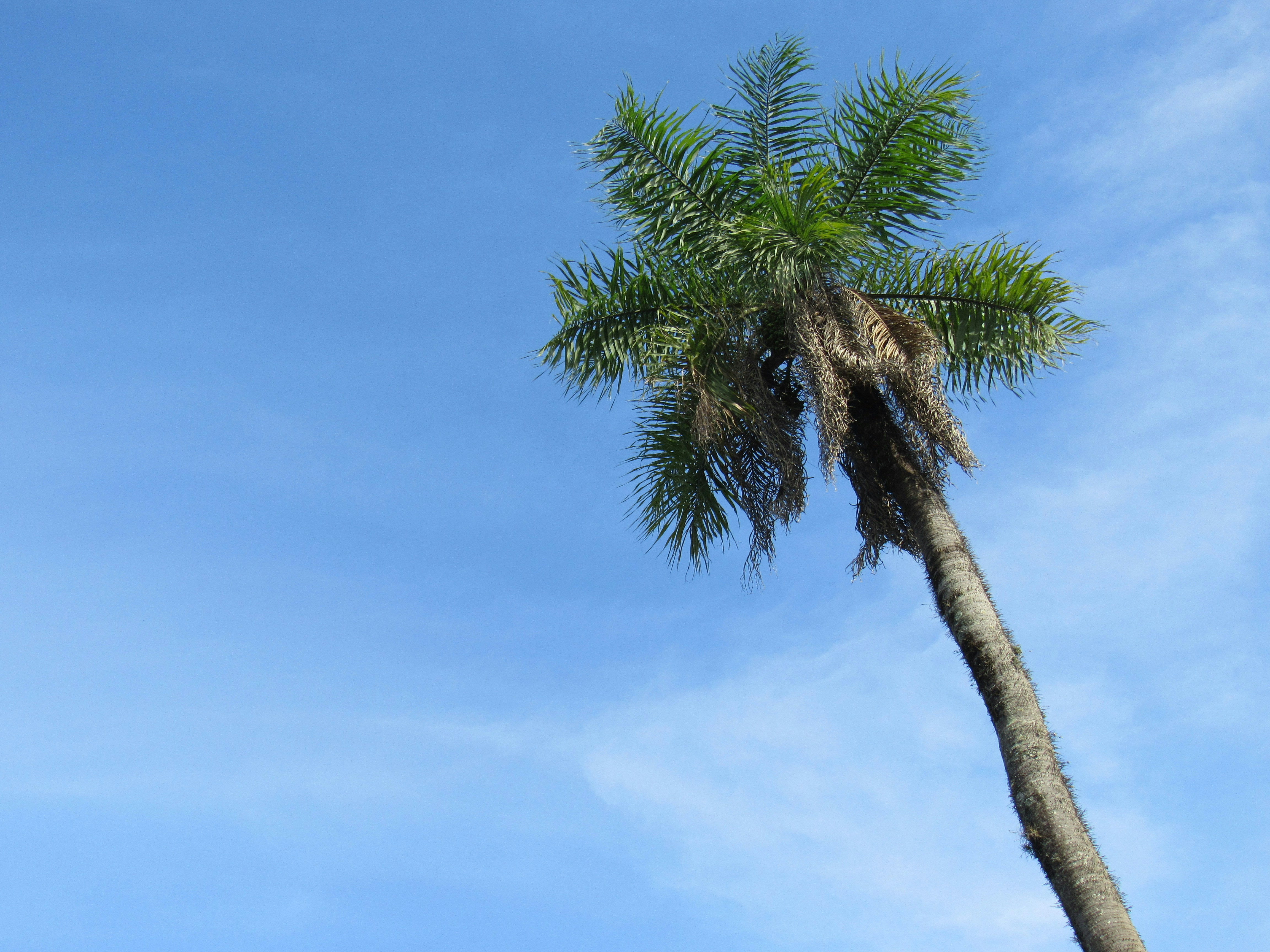 Imágenes de Mbokaja | Descarga imágenes gratuitas en Unsplash