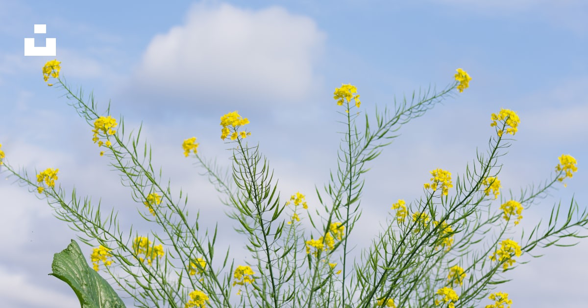青空を前に黄色い花が咲く植物の写真 Unsplashの無料バネ写真