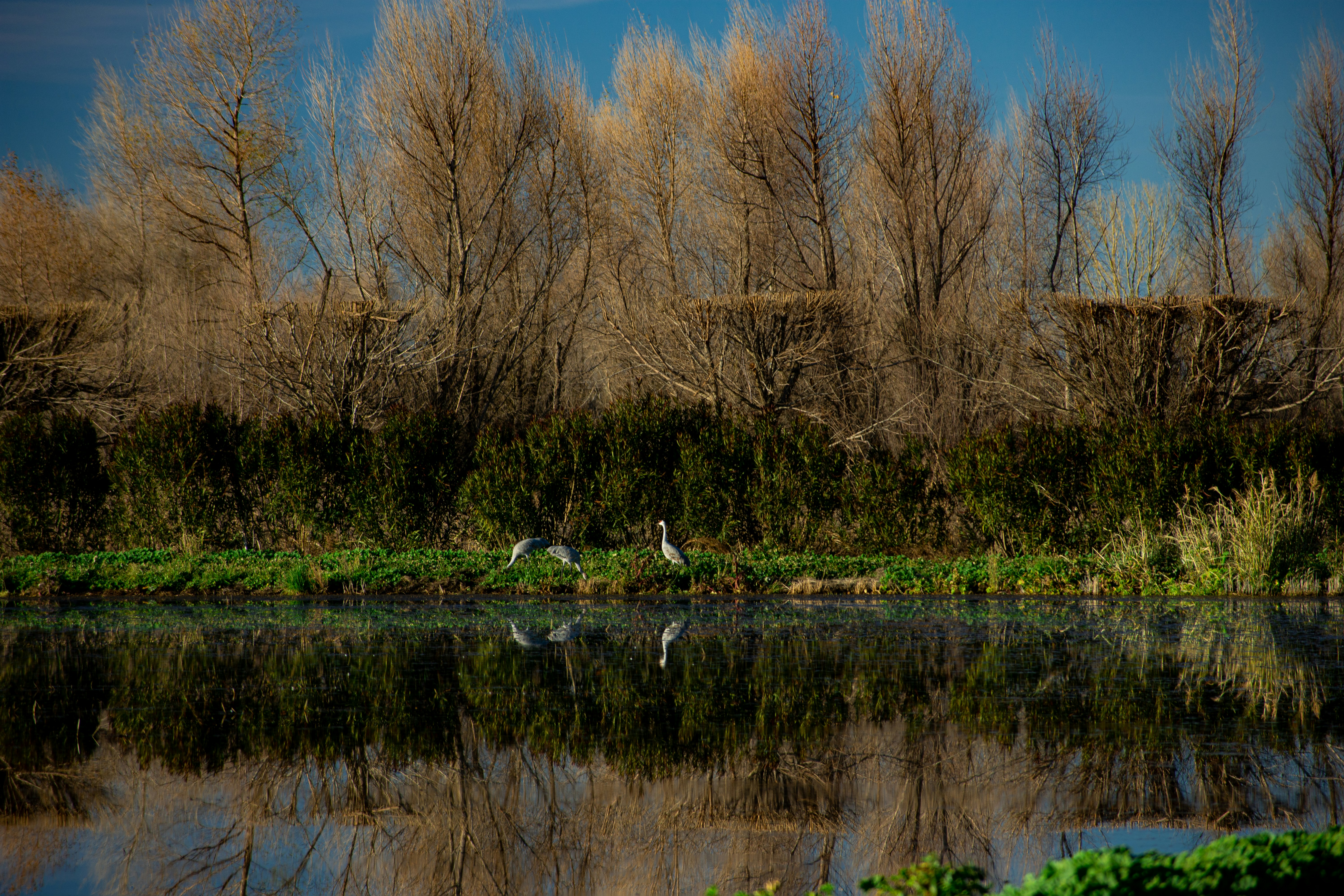 Crane Silhouettes at the Still River, Mirrored by Winter Trees