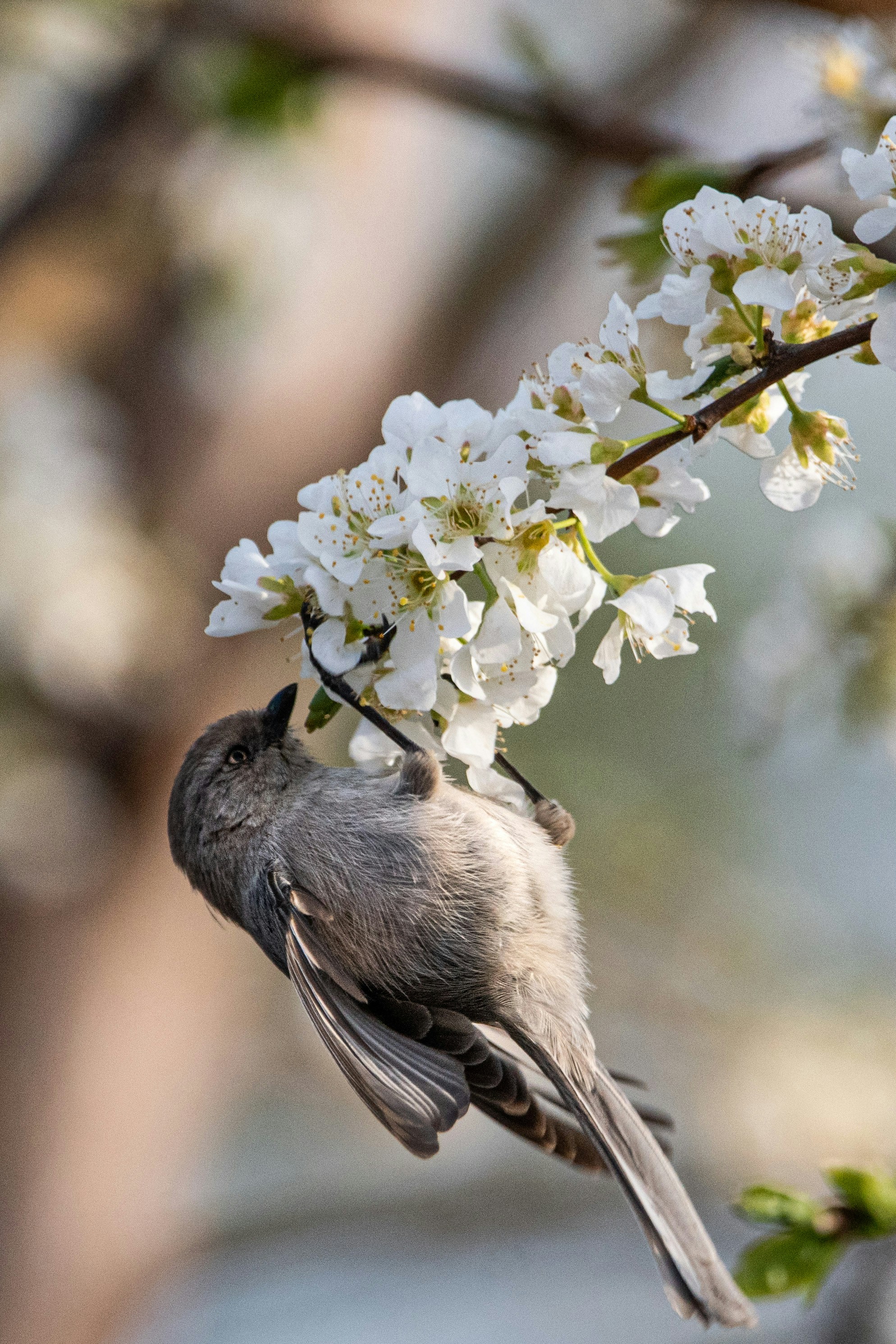 A small bird gracefully clings to a flowering branch, surrounded by vibrant white blossoms. The scene captures the essence of spring's renewal.