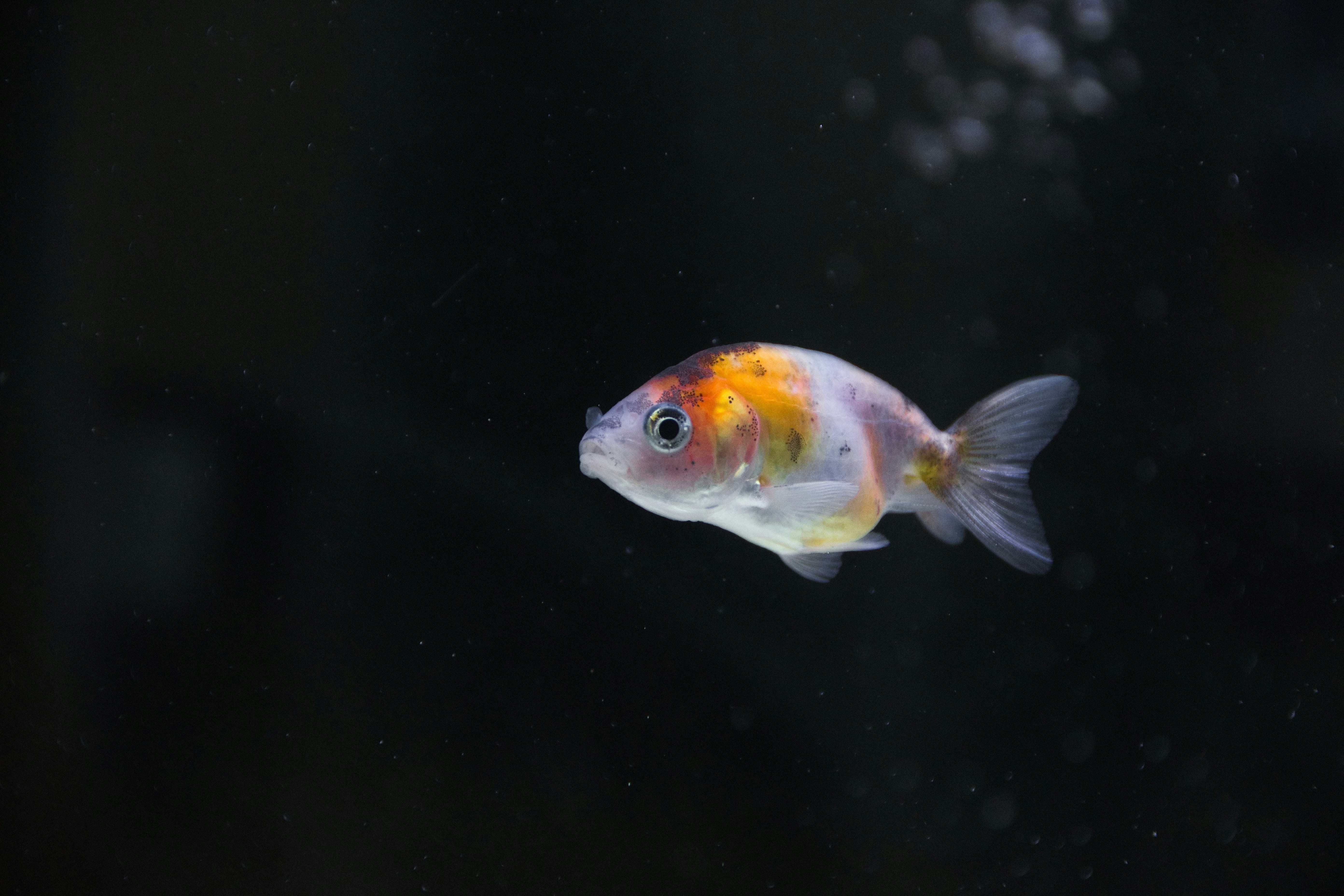 Un poisson qui nage dans l’eau photo – Image gratuite de Aquarium sur ...