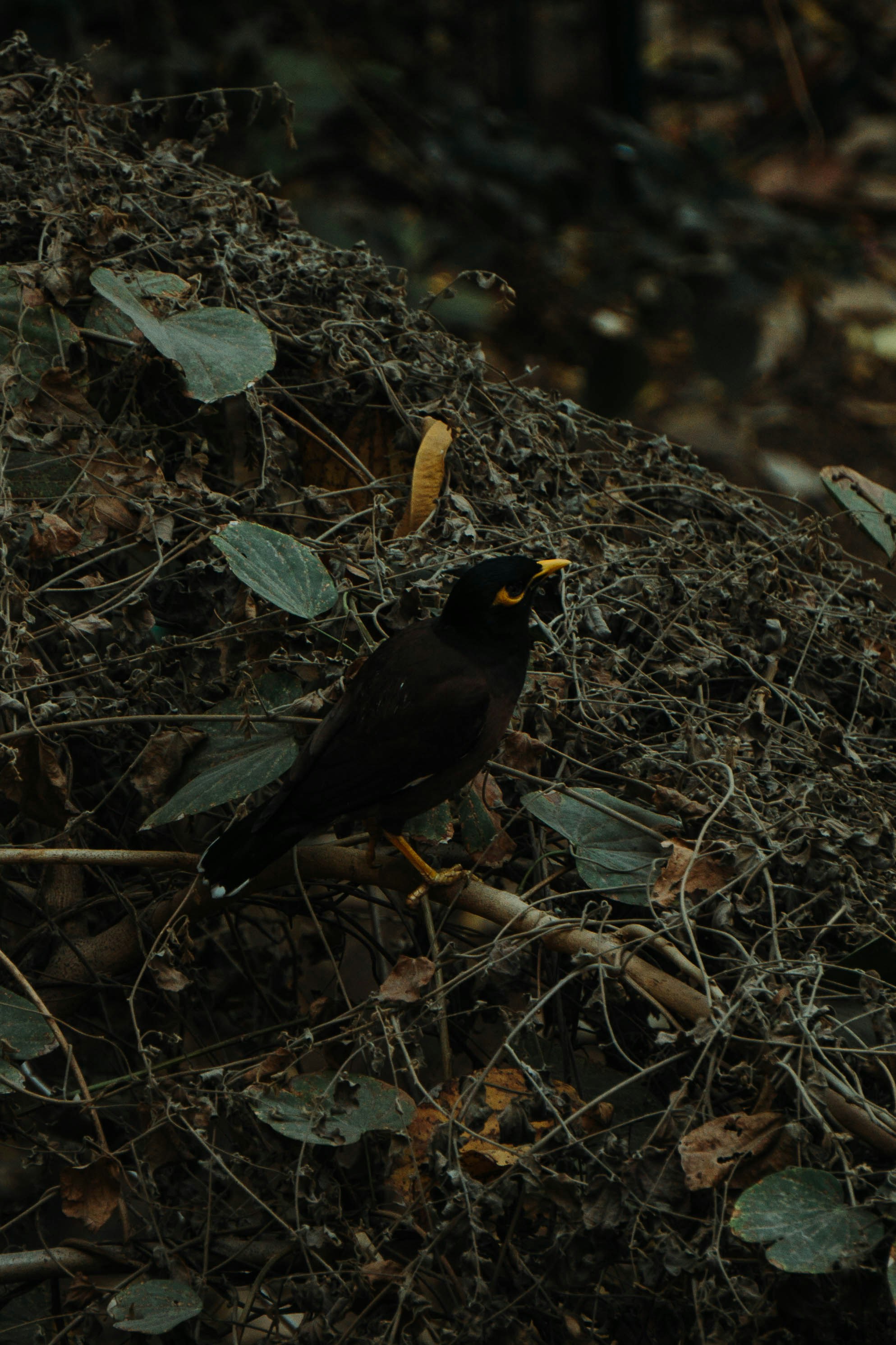 Midnight Perch: Common Myna Anchored by Tangled Vines
