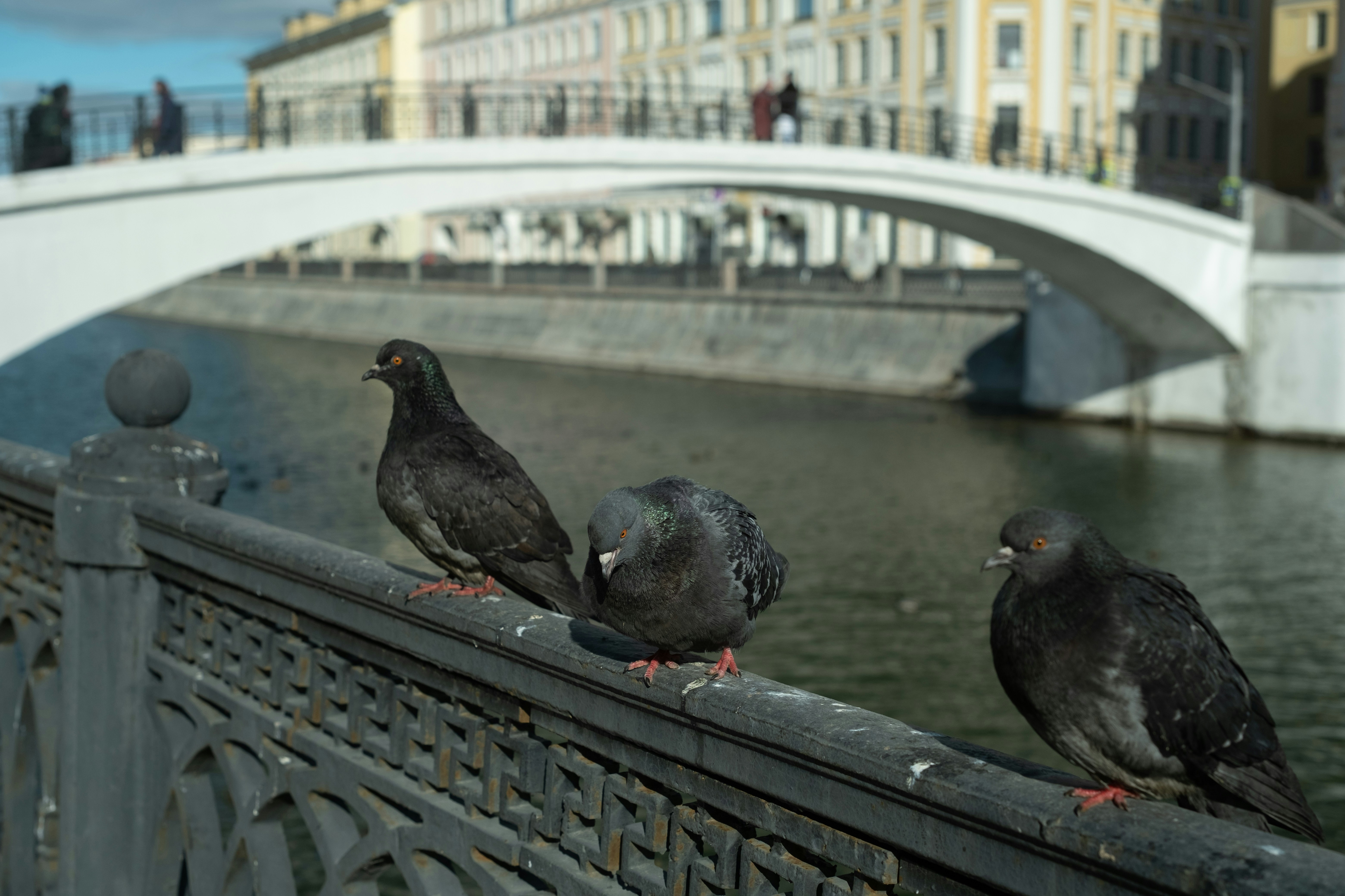Three pigeons perched on a decorative railing overlooking a serene river with a bridge in the background.