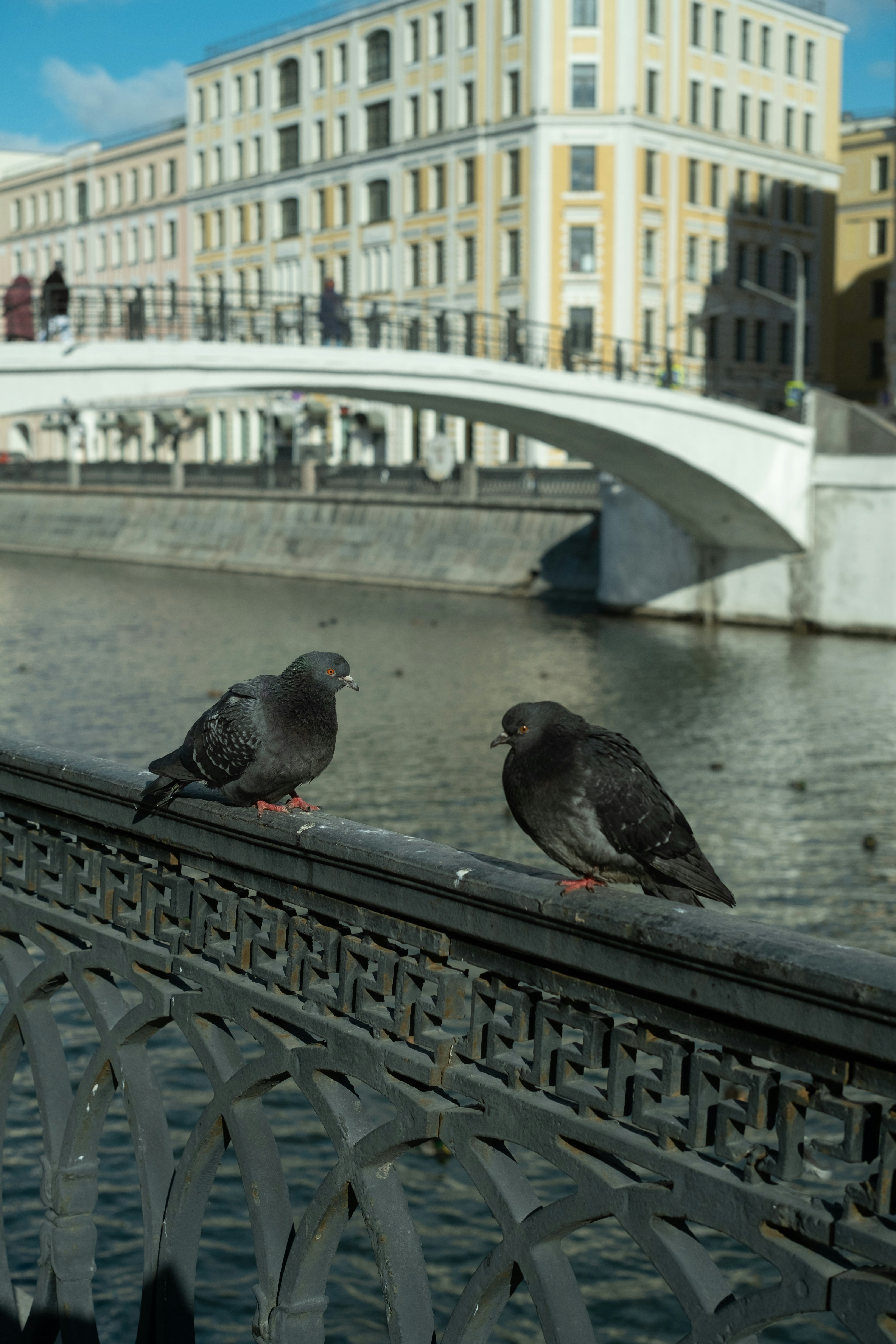 Two pigeons perched on a decorative railing overlooking a tranquil waterway, with historic buildings in the background. The scene captures a moment of urban wildlife interaction.
