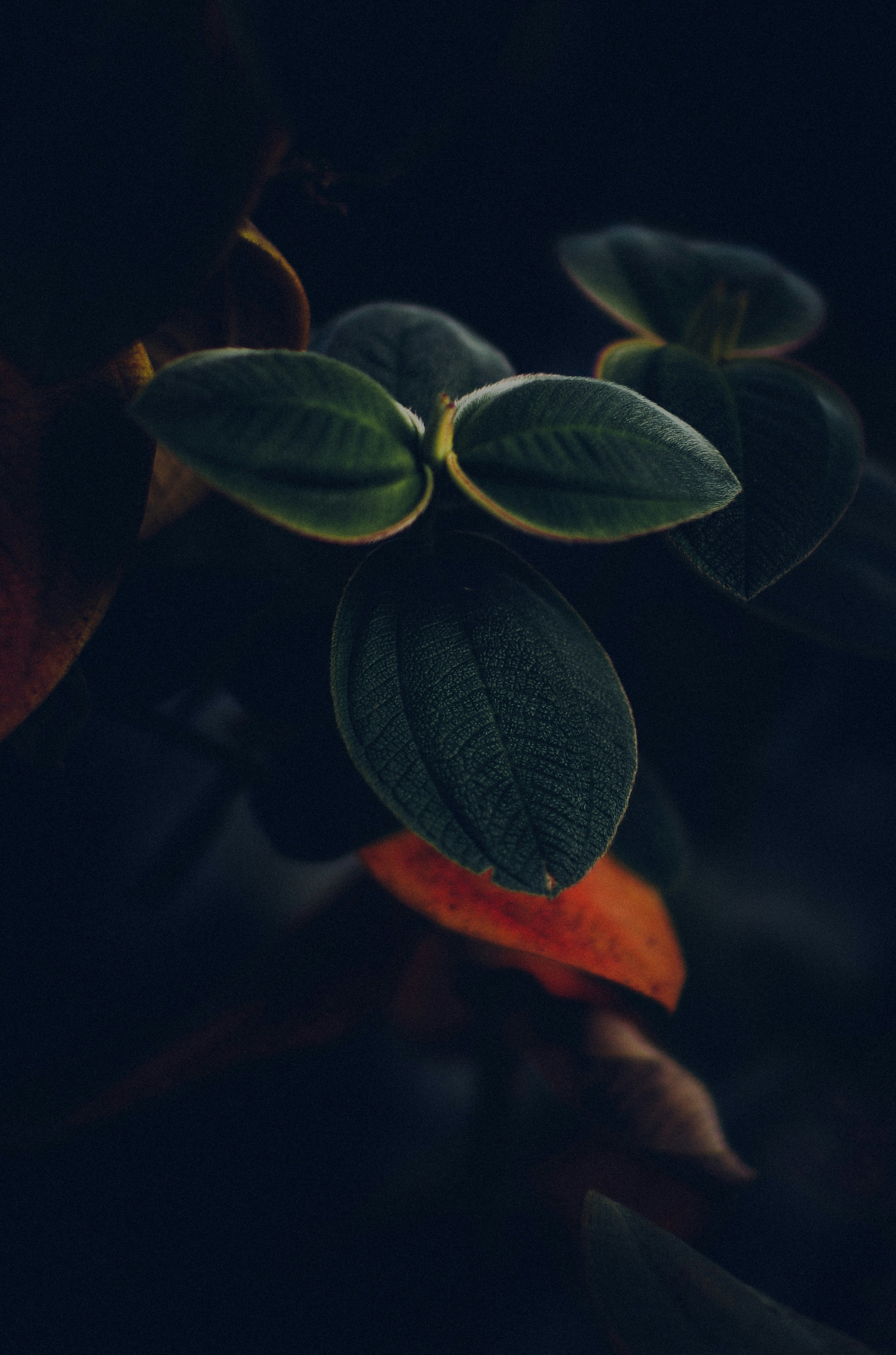 A close up of a plant with leaves photo – Free Wallpaper Image on Unsplash