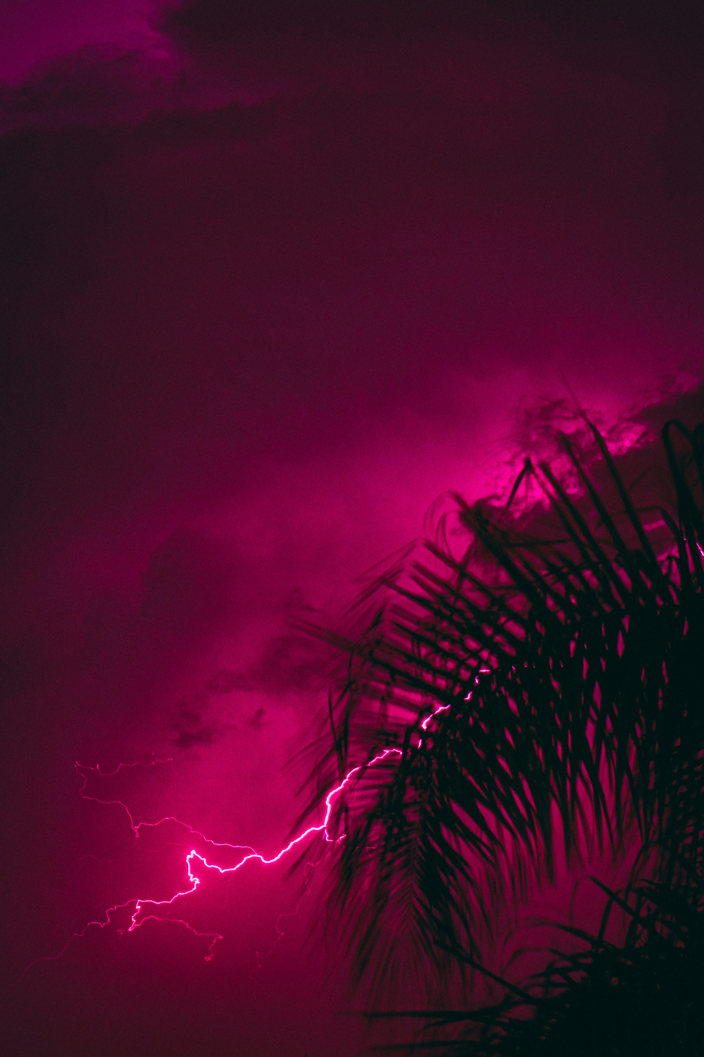 Electric Nightscape: A Palm's Silhouette