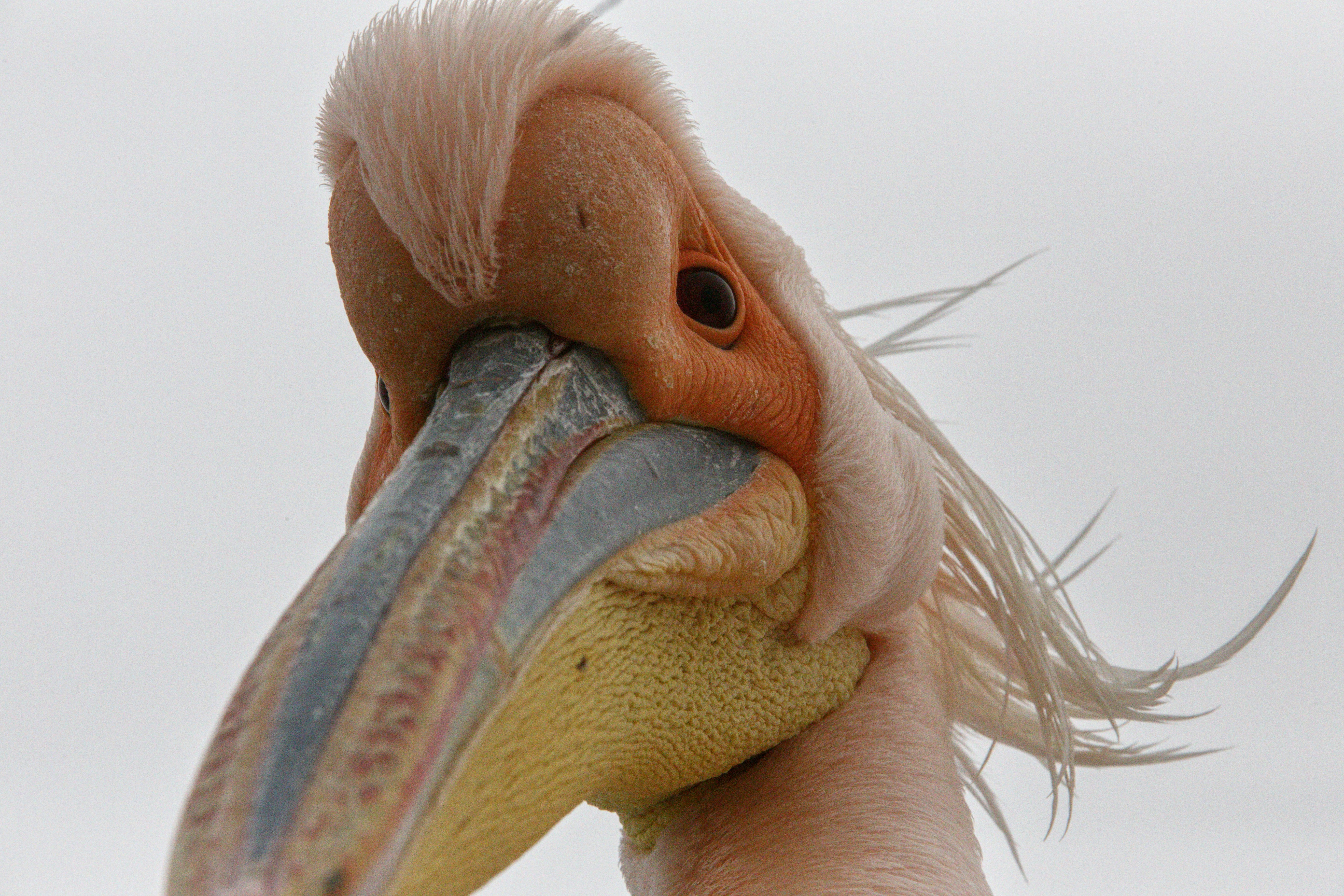 Close-up of a pelican with intricate feather details and an expressive gaze against a soft, neutral backdrop.