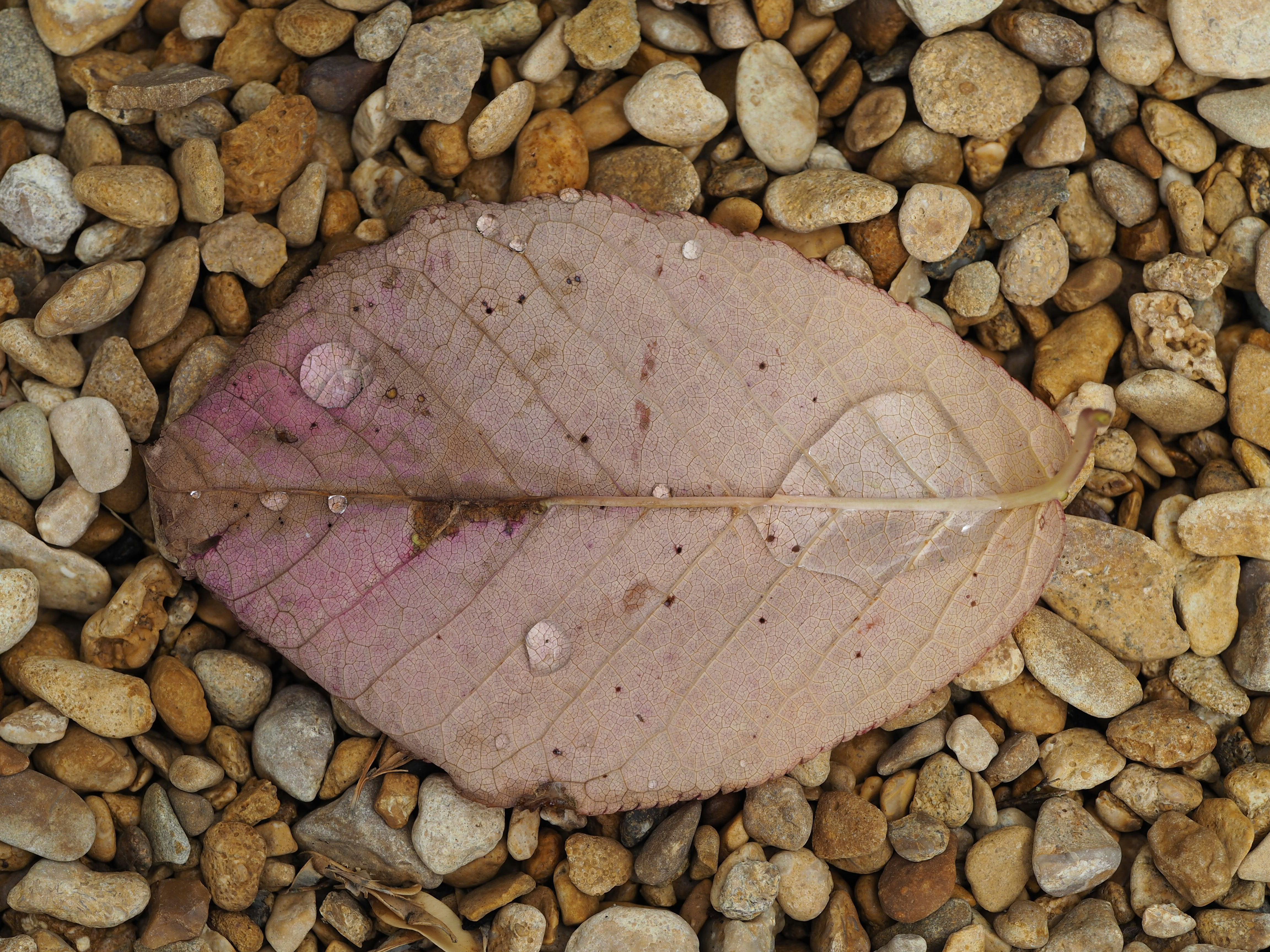 a leaf laying on top of a pile of rocks