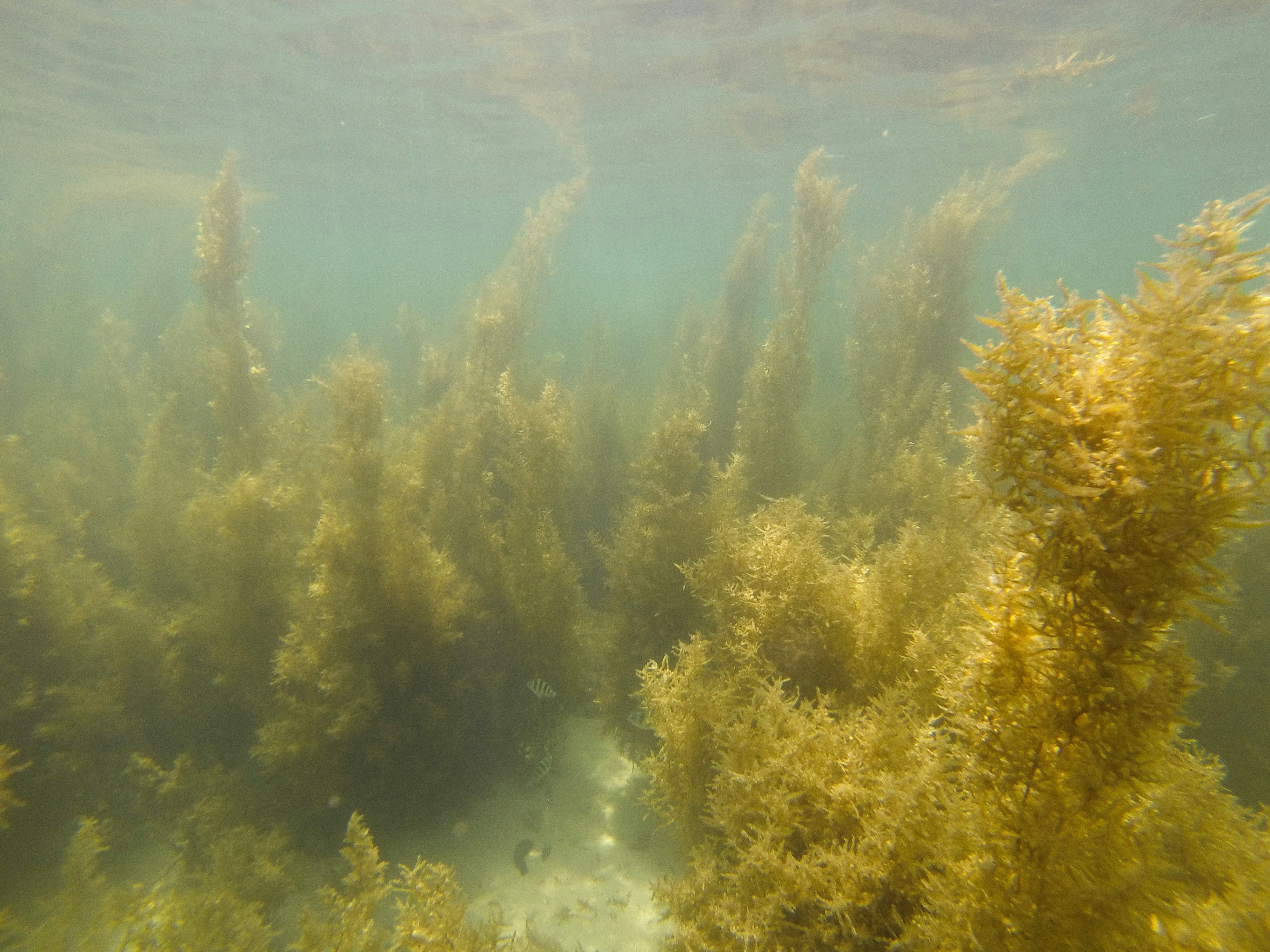Underwater Kelp Cathedral in Quiet Green Light