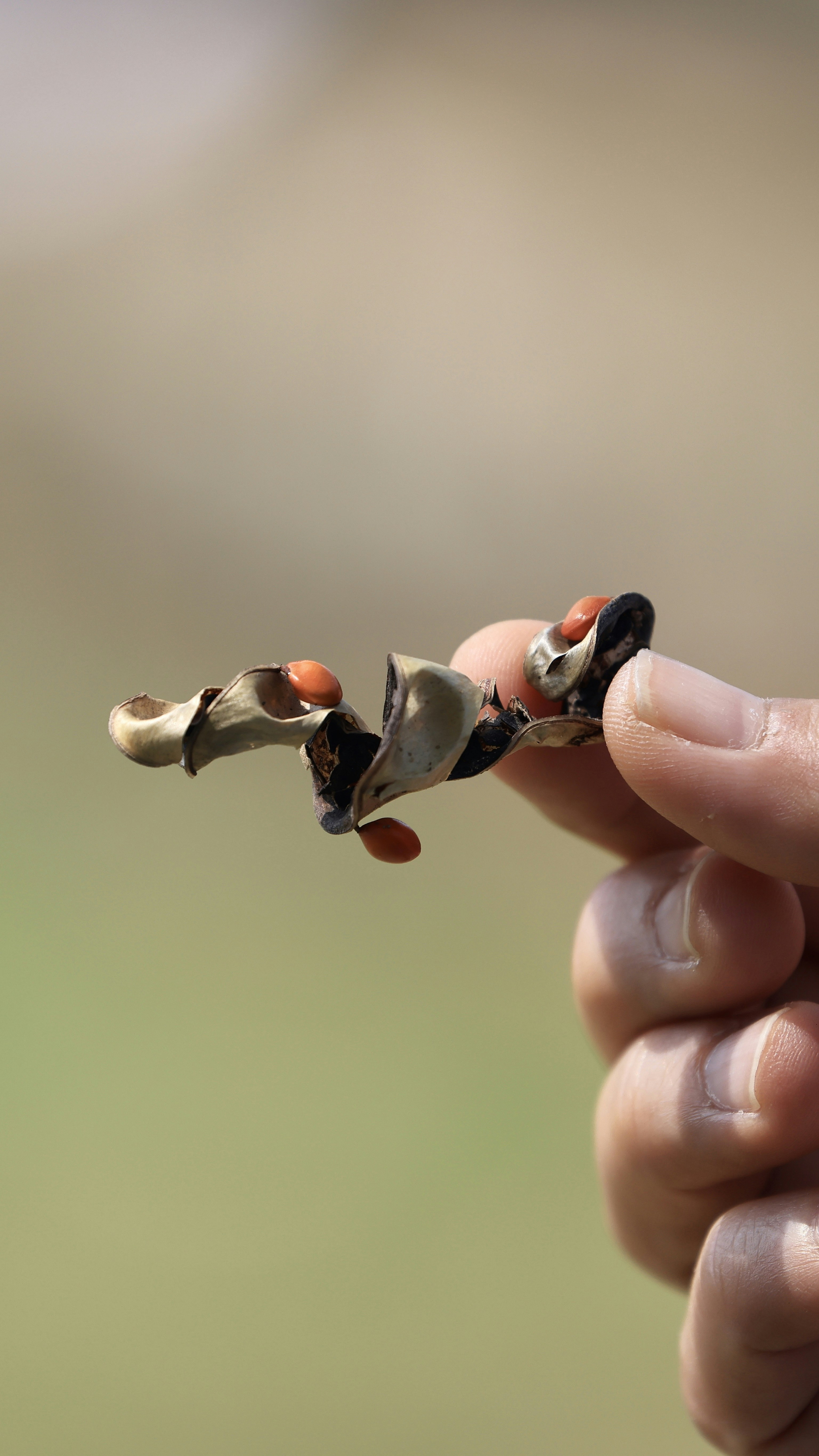 A hand holds a unique seed pod showcasing its twisted shape and vibrant seeds against a blurred natural background.