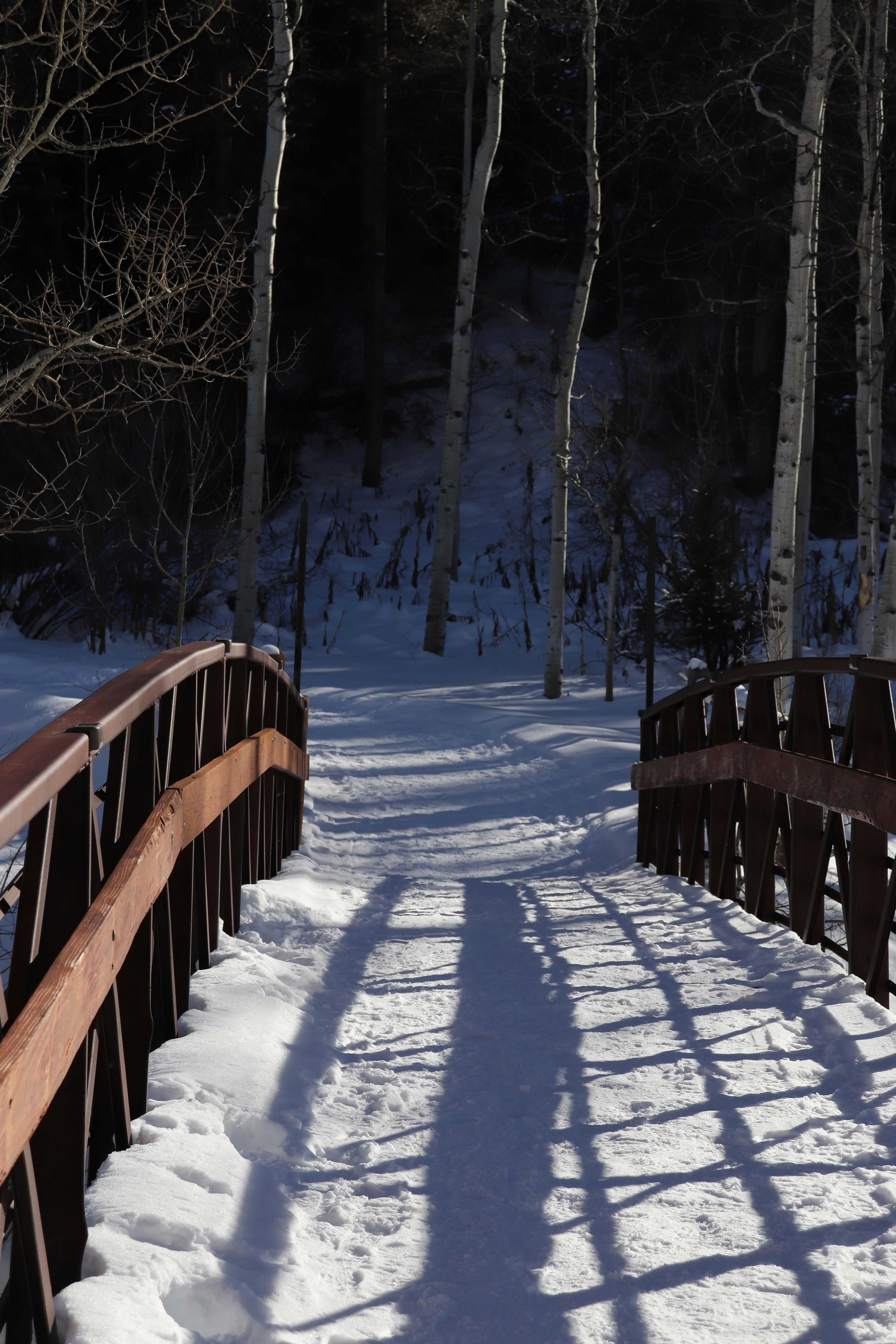 Snowbound Footpath Between Silent Birches