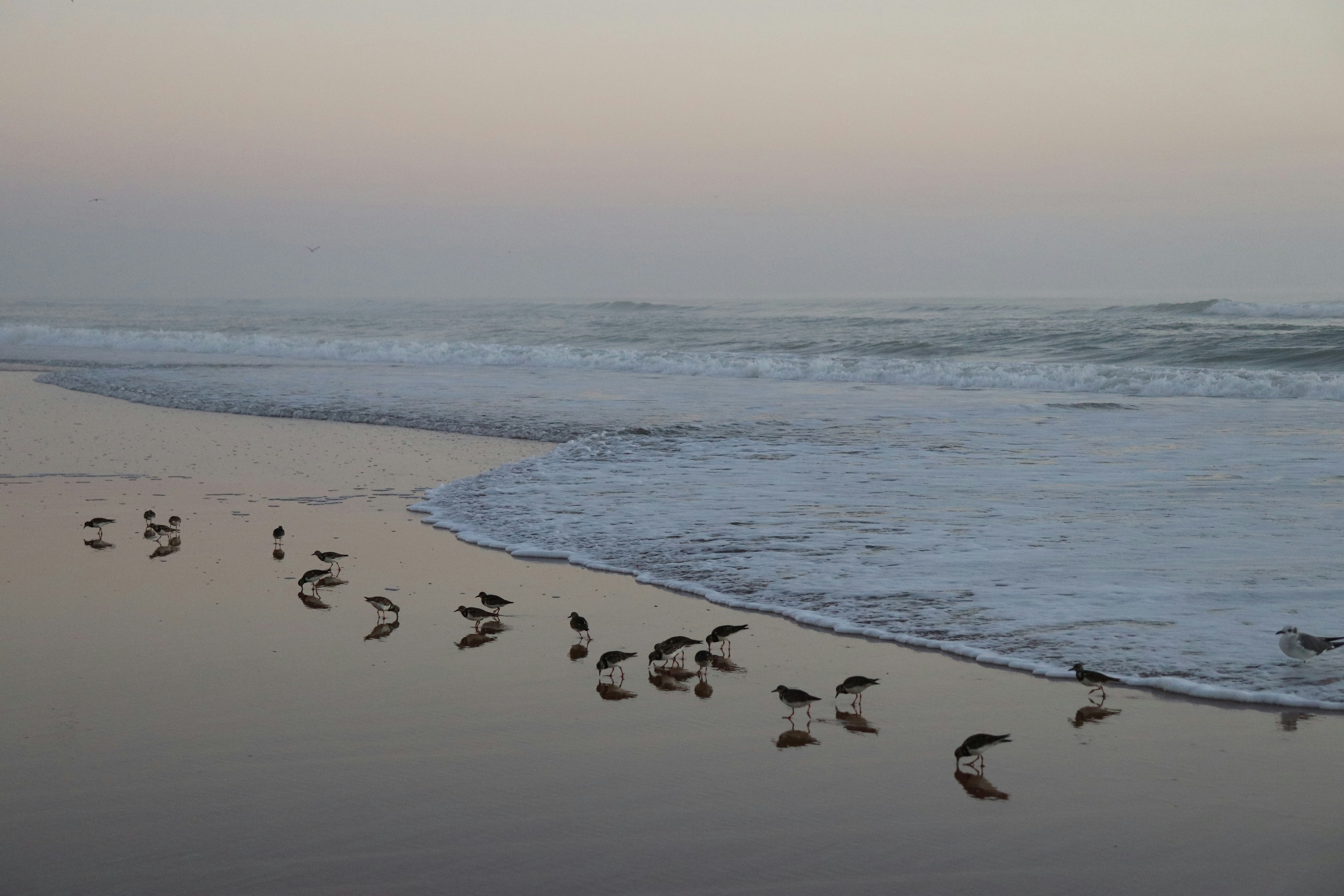 A flock of shorebirds foraging along the wet sand at the edge of a tranquil ocean, reflecting the soft hues of dawn.