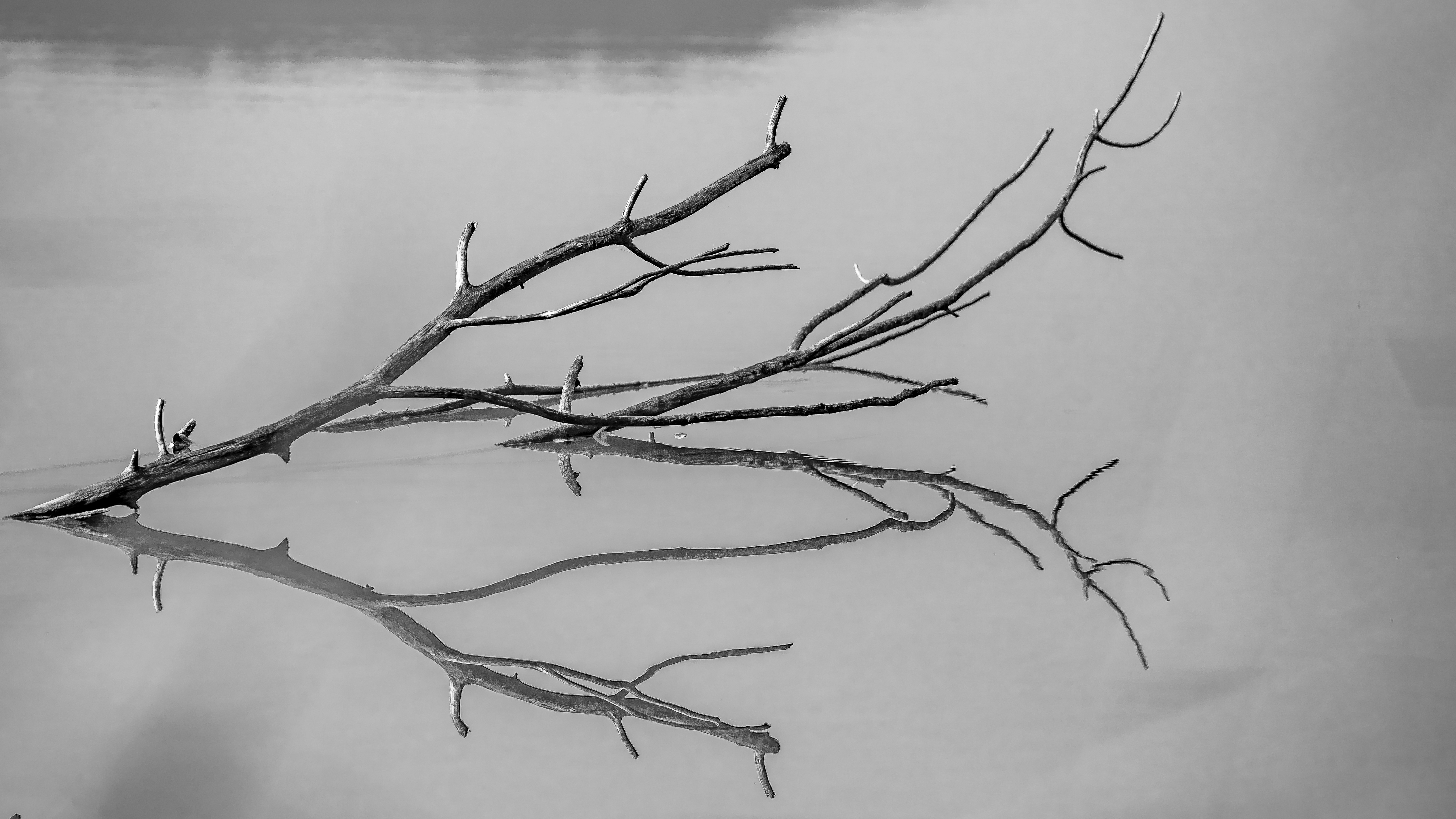 A tree branch sticking out of the water photo – Free Nature Image on ...